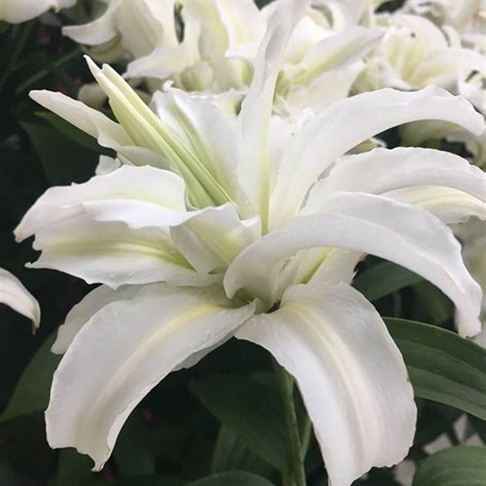 Garden (Lilies) Rich Colors, Professional, Perennial lily, - Walmart.com