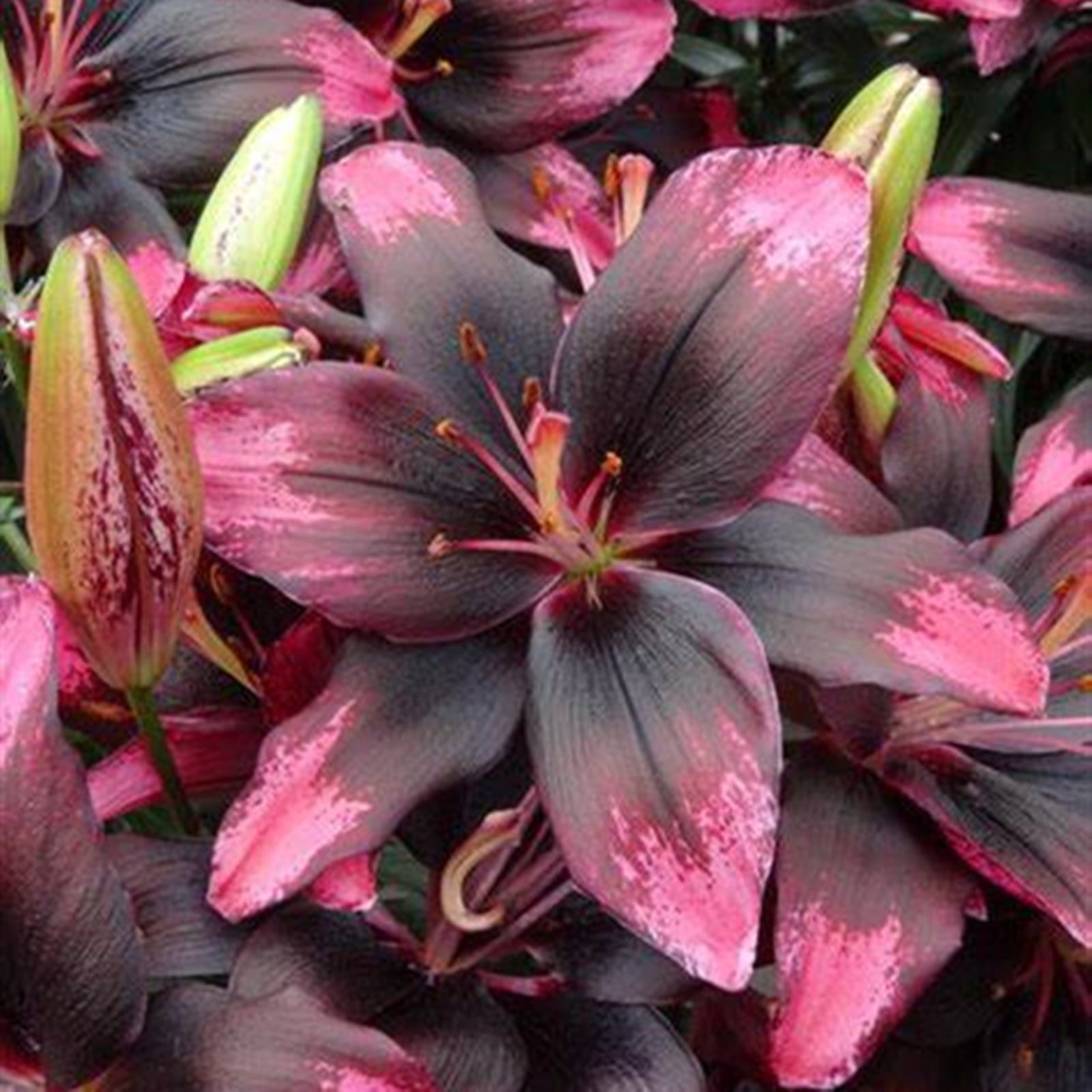 Garden (Lilies) Rich Colors, Professional, Perennial lily, - Walmart.com