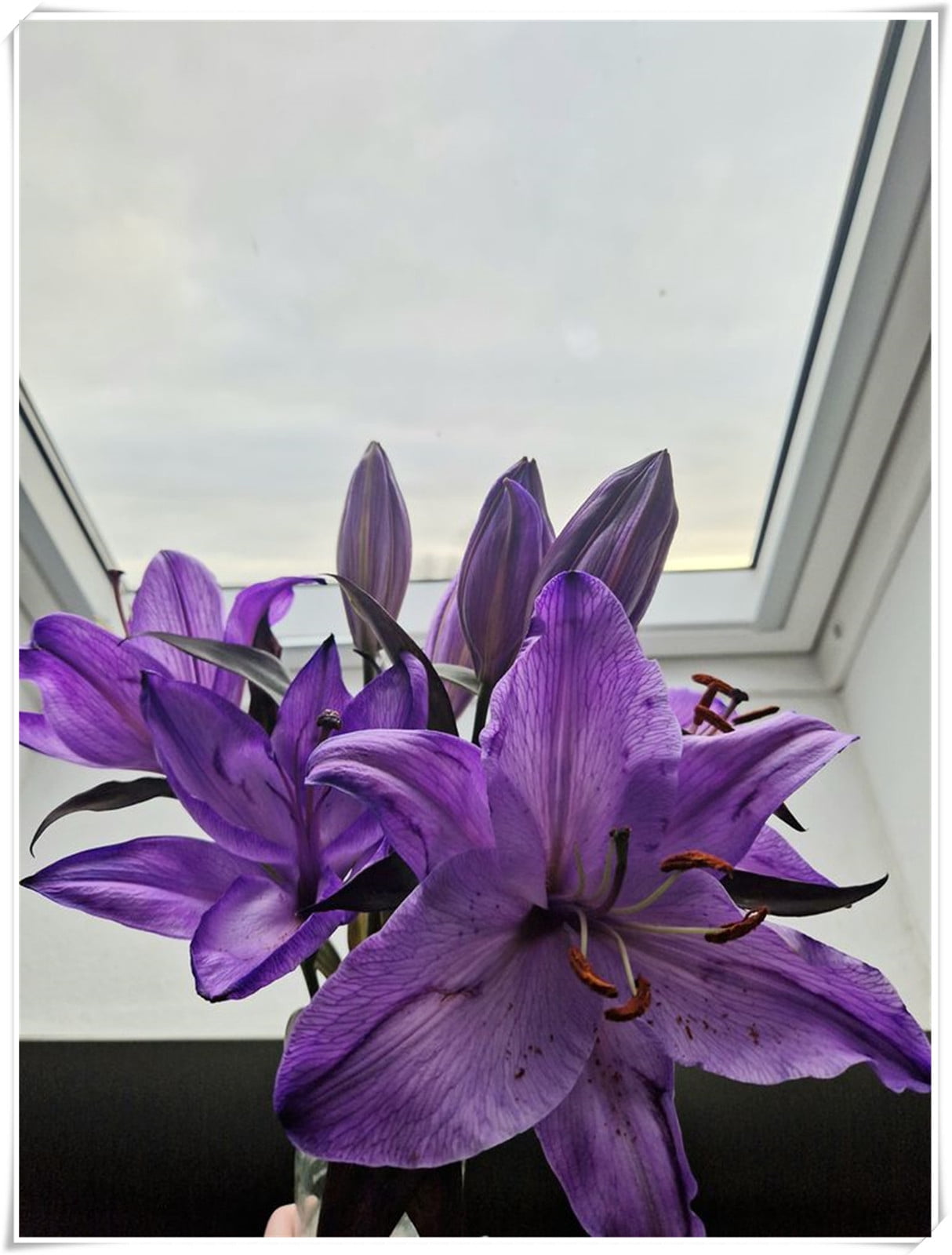Garden Lily Elegance Decoration Perfect for Borders Striking Rare ...
