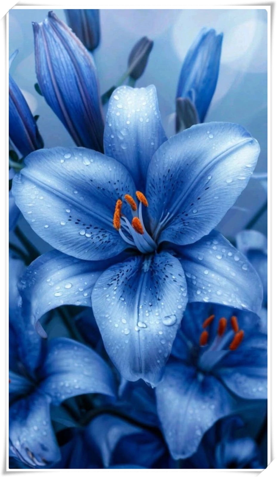 Garden Lily Elegance Decoration Perfect for Borders Striking Rare ...