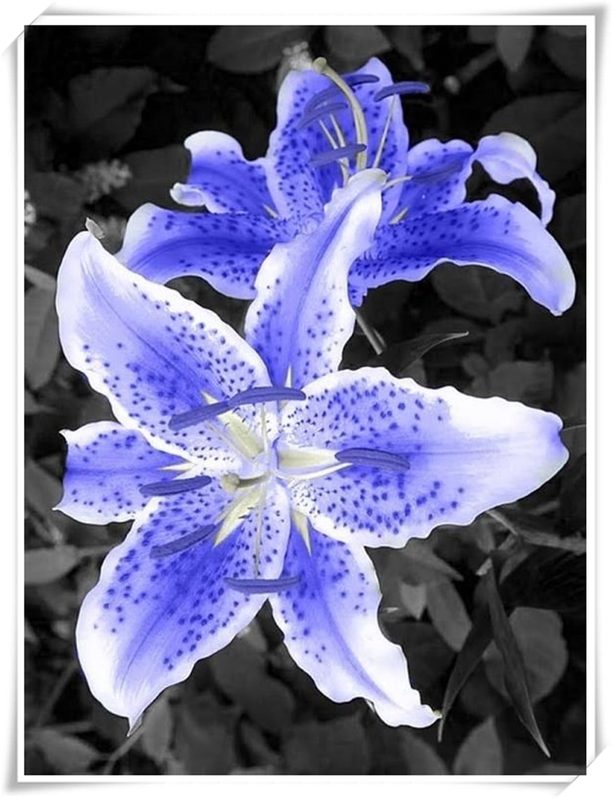 Garden Lily PLANTING Elegance Decoration Perfect for Borders Striking ...