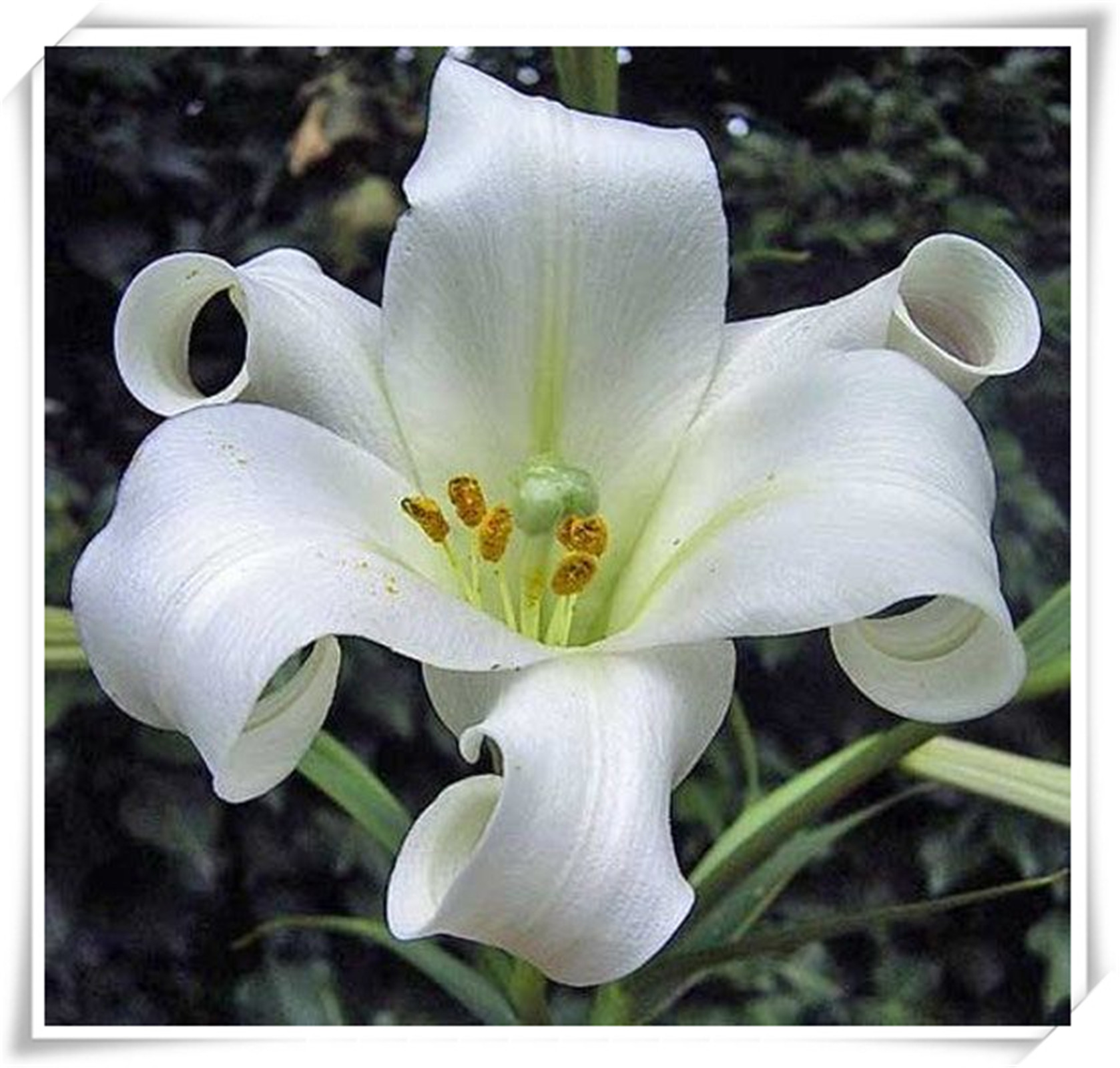 Garden Lily PLANTING Elegance Decoration Perfect for Borders Rare ...