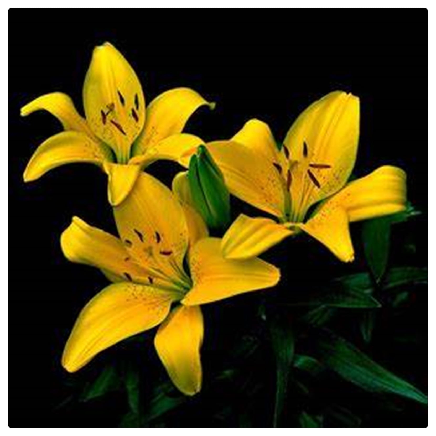 Garden Lily PLANTING Elegance Decoration Perfect for Borders Striking Rare Species Premium ...