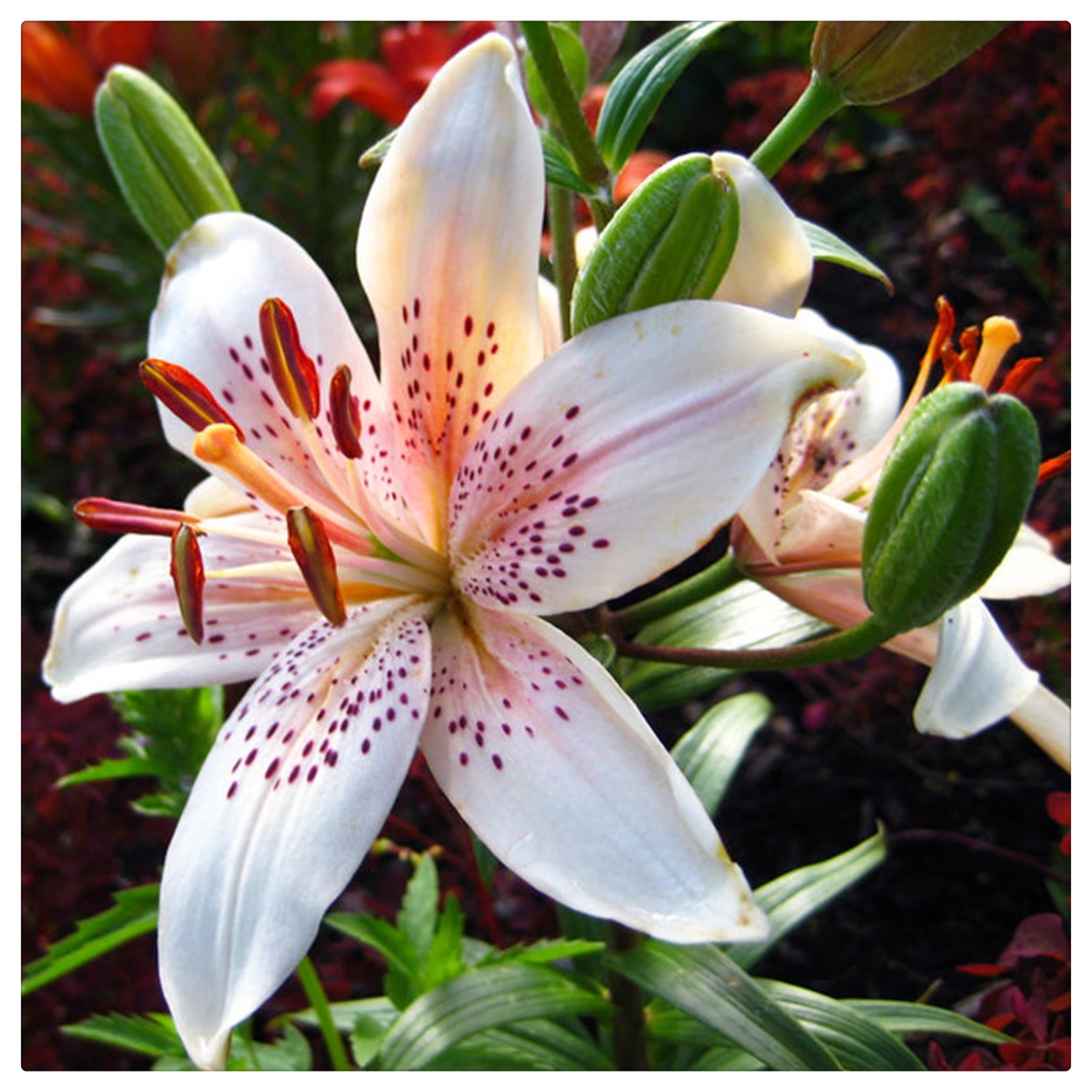 Garden Lily PLANTING Elegance Decoration Perfect for Borders Striking ...
