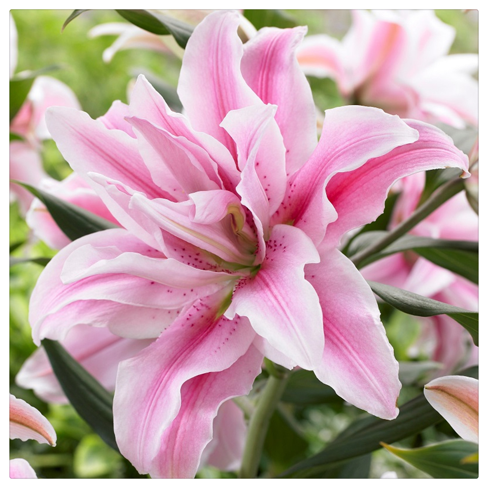 Garden Lily PLANTING Elegance Decoration Perfect for Borders Striking ...