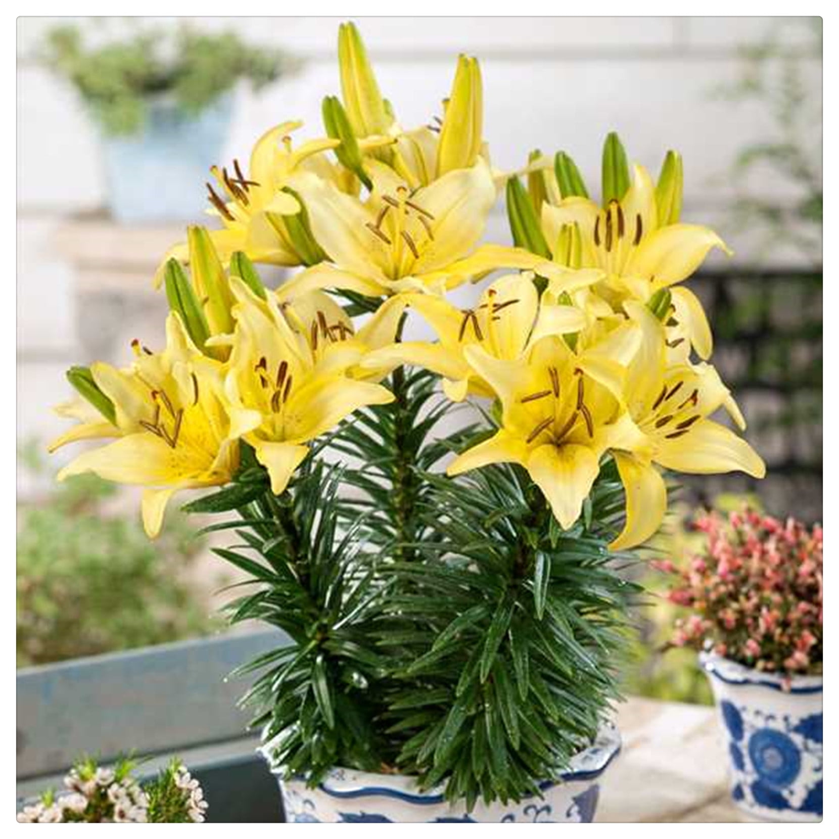 Garden Lily PLANTING Elegance Decoration Perfect for Borders Striking ...