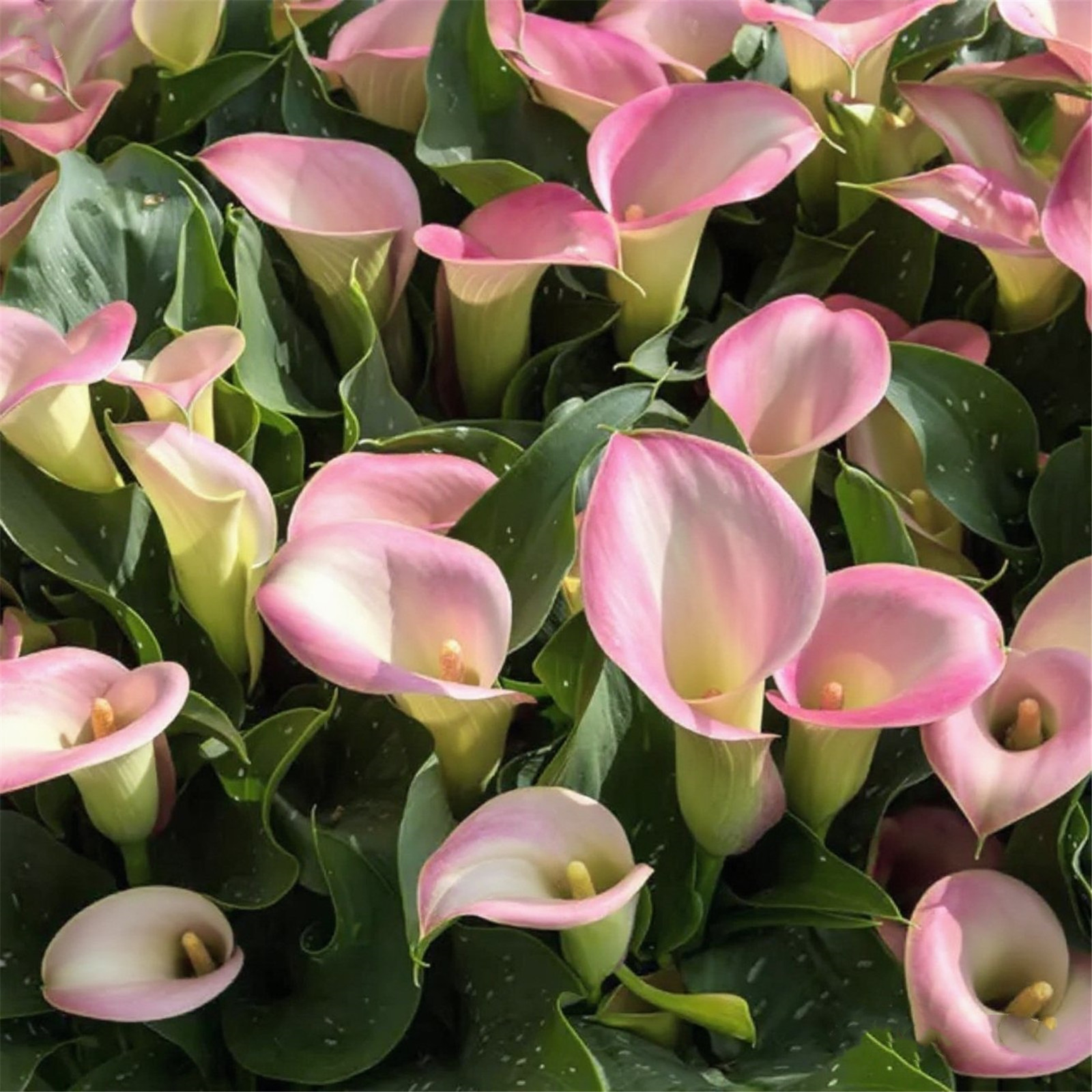 Garden Ornaments-[call lily Mix]/-Large/Surprising Indoor and Outdoor ...