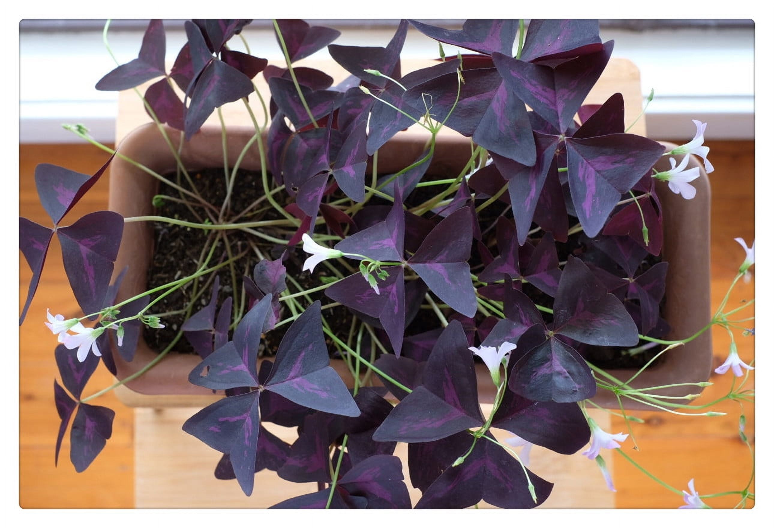 Garden Oxalis Triangularis Indoor or Outdoor Professional (Oxalis for ...