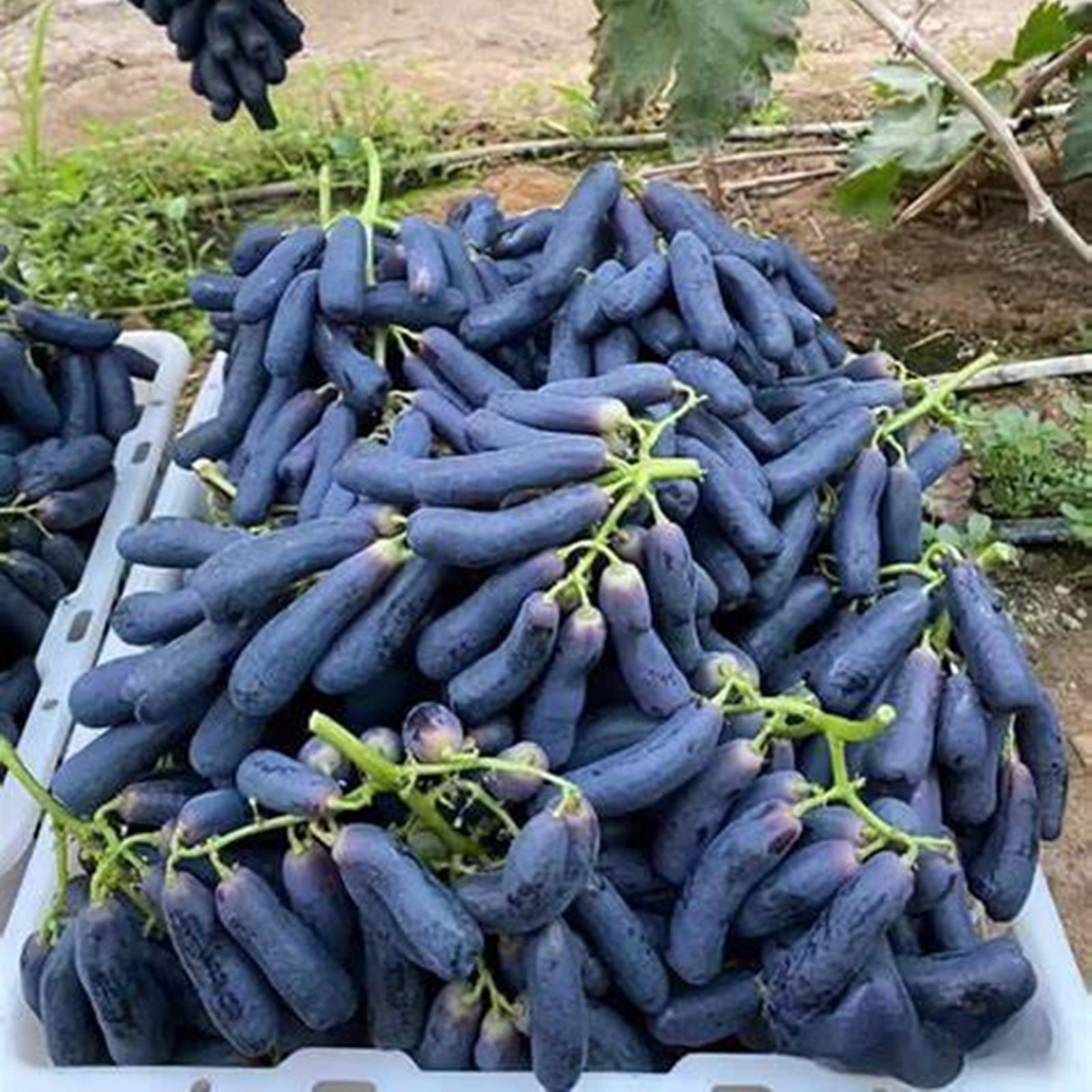 Garden Perennial Planting Potted Planting Ornaments for Beginners ...