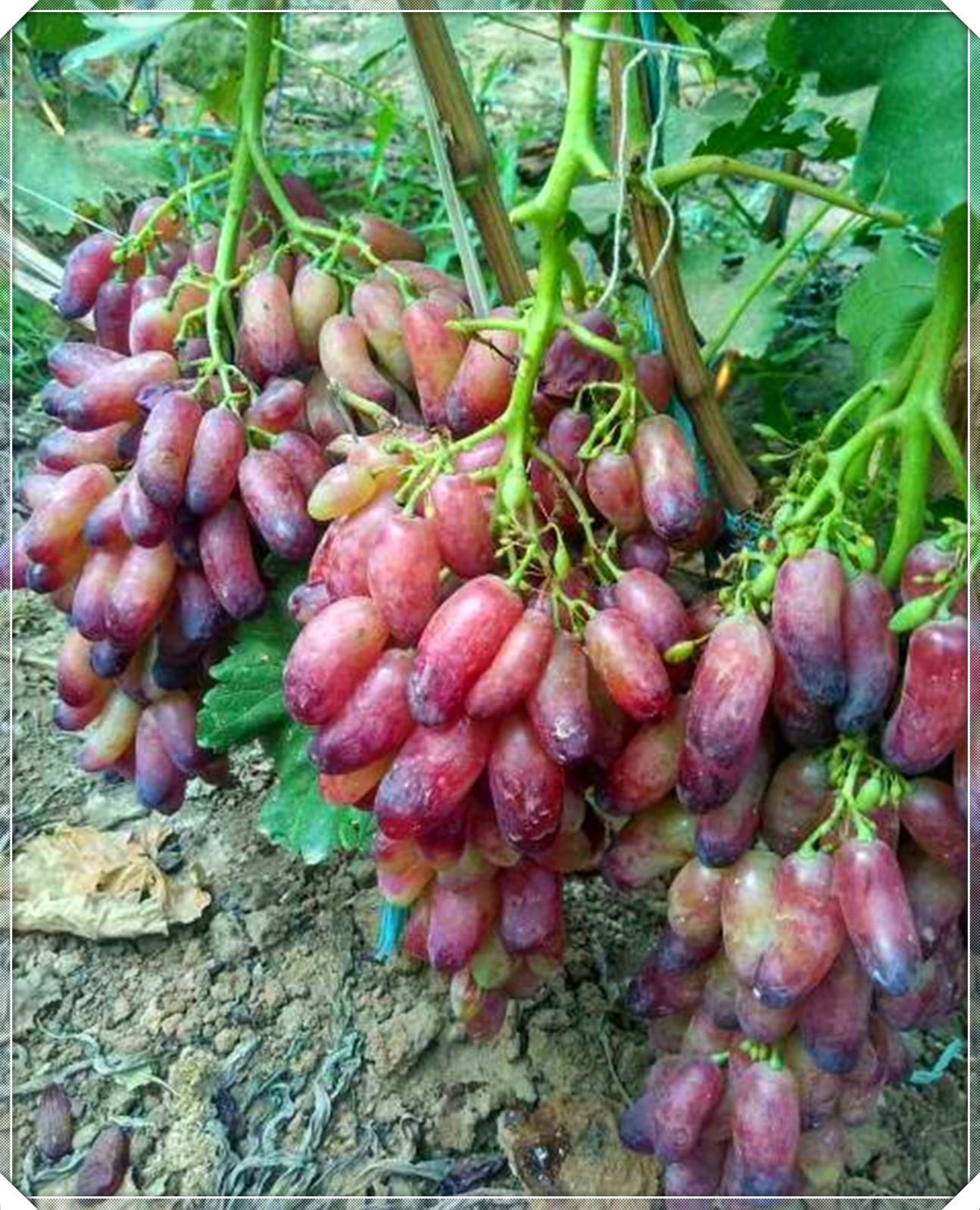 Garden Perennial Planting Potted Planting Ornaments for Beginners ...