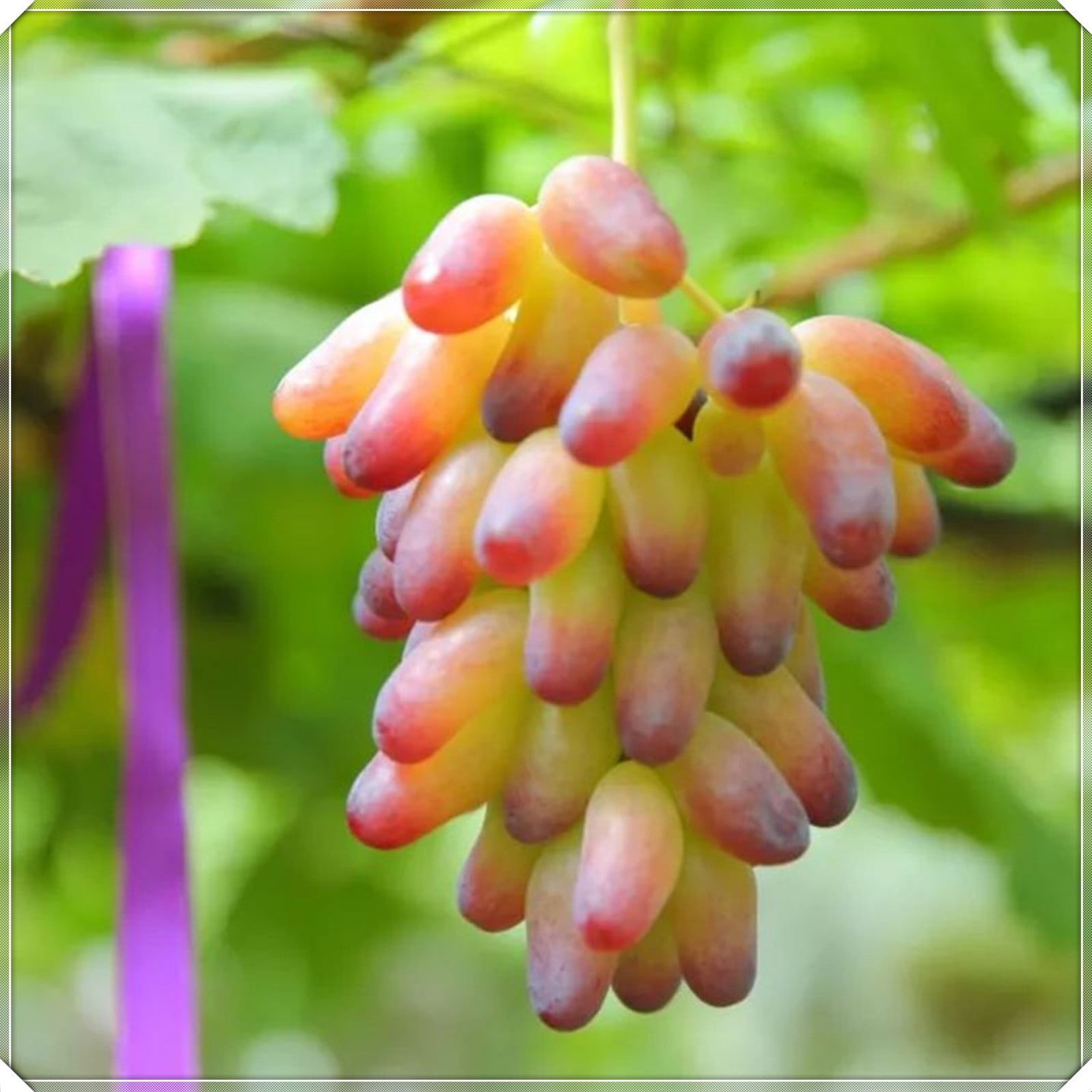 Garden Perennial Planting Potted Planting Ornaments for Beginners ...