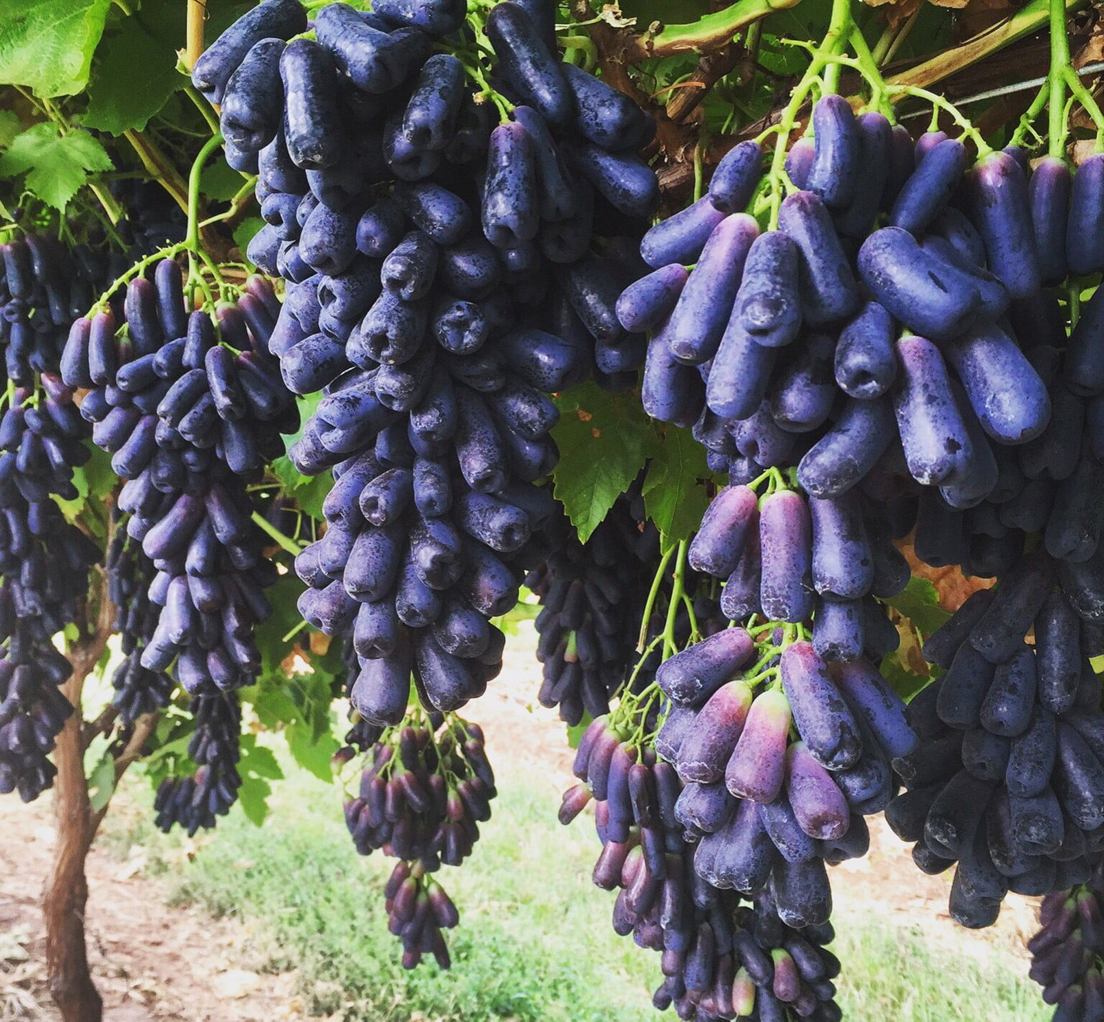 Garden Perennial Planting Potted Planting Ornaments for Beginners ...