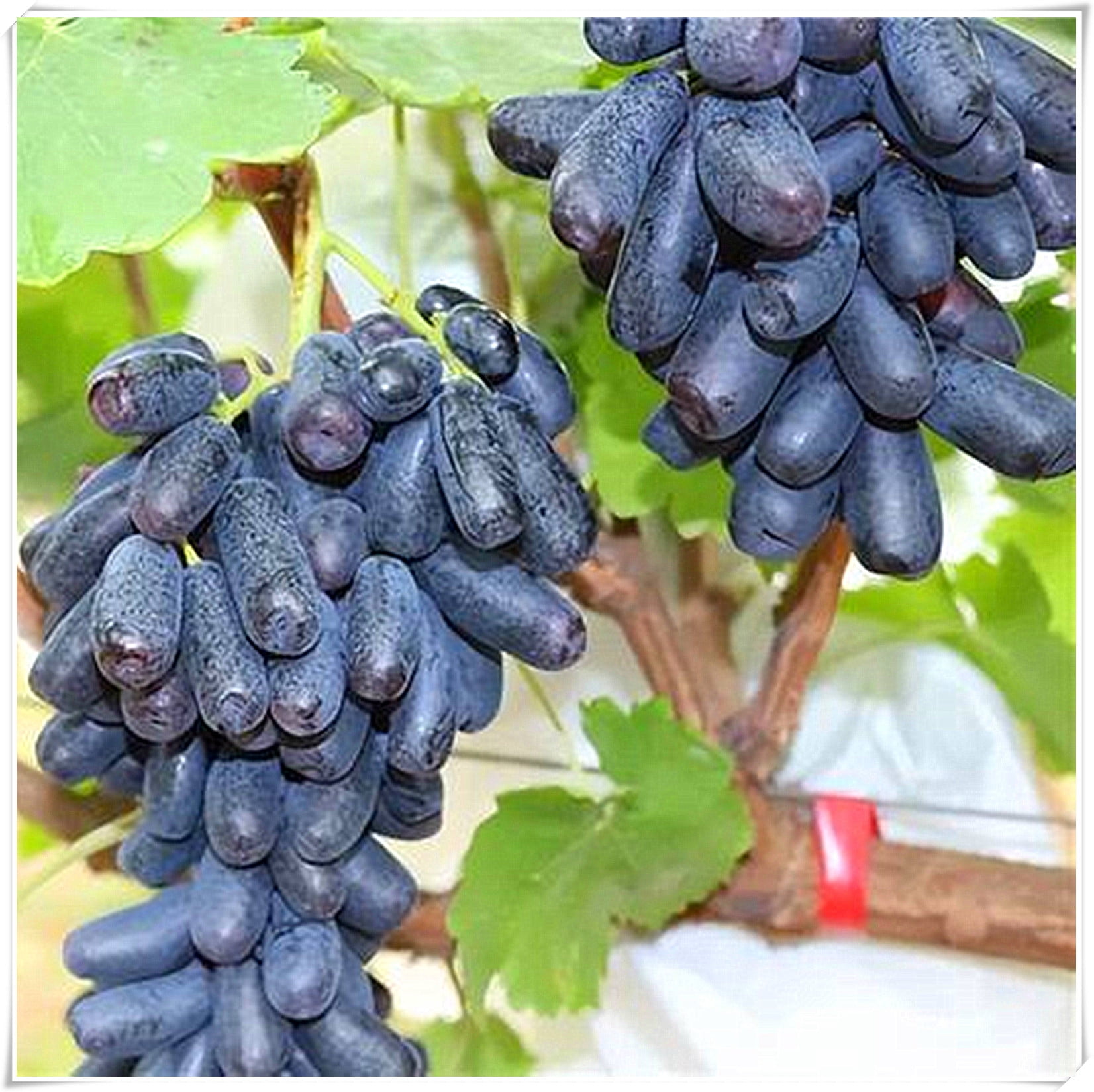 Garden Perennial Planting Potted Planting Ornaments for Beginners ...