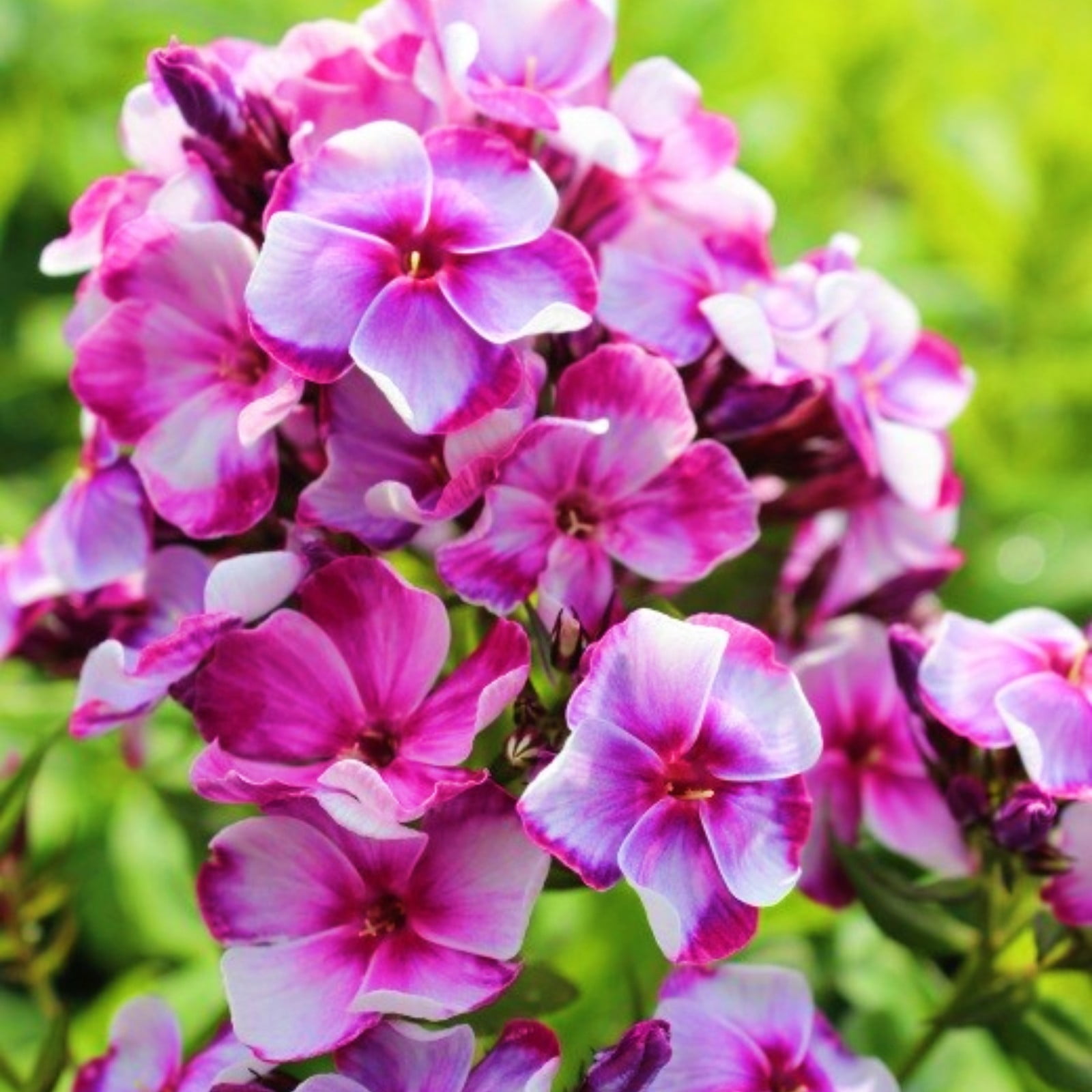 Garden Phlox Bulbs-Phlox for Patios and Balconies - Decorate Your ...