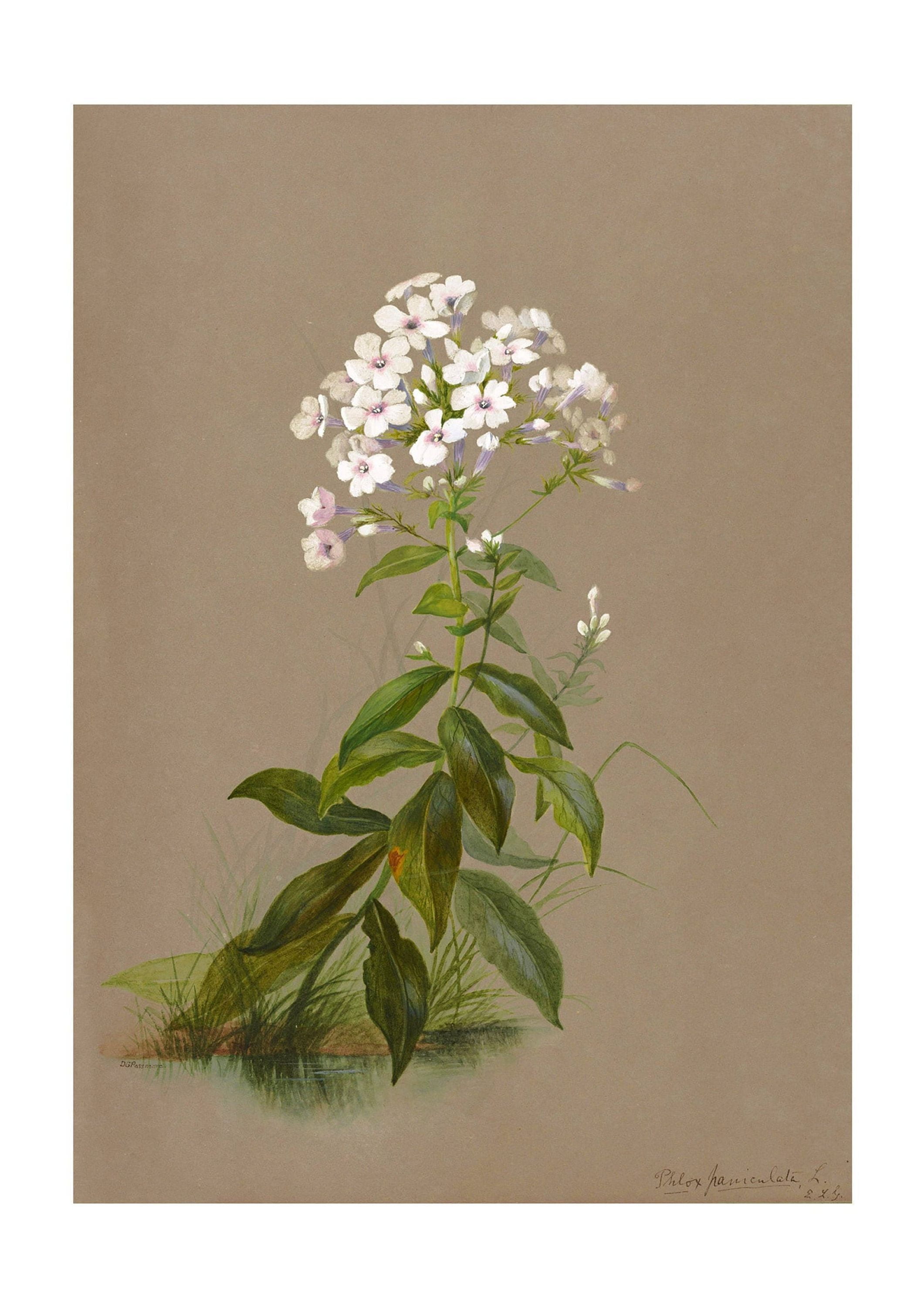 Garden Phlox Vintage Lithograph (c. 1911) - Giclee Fine Art Print ...