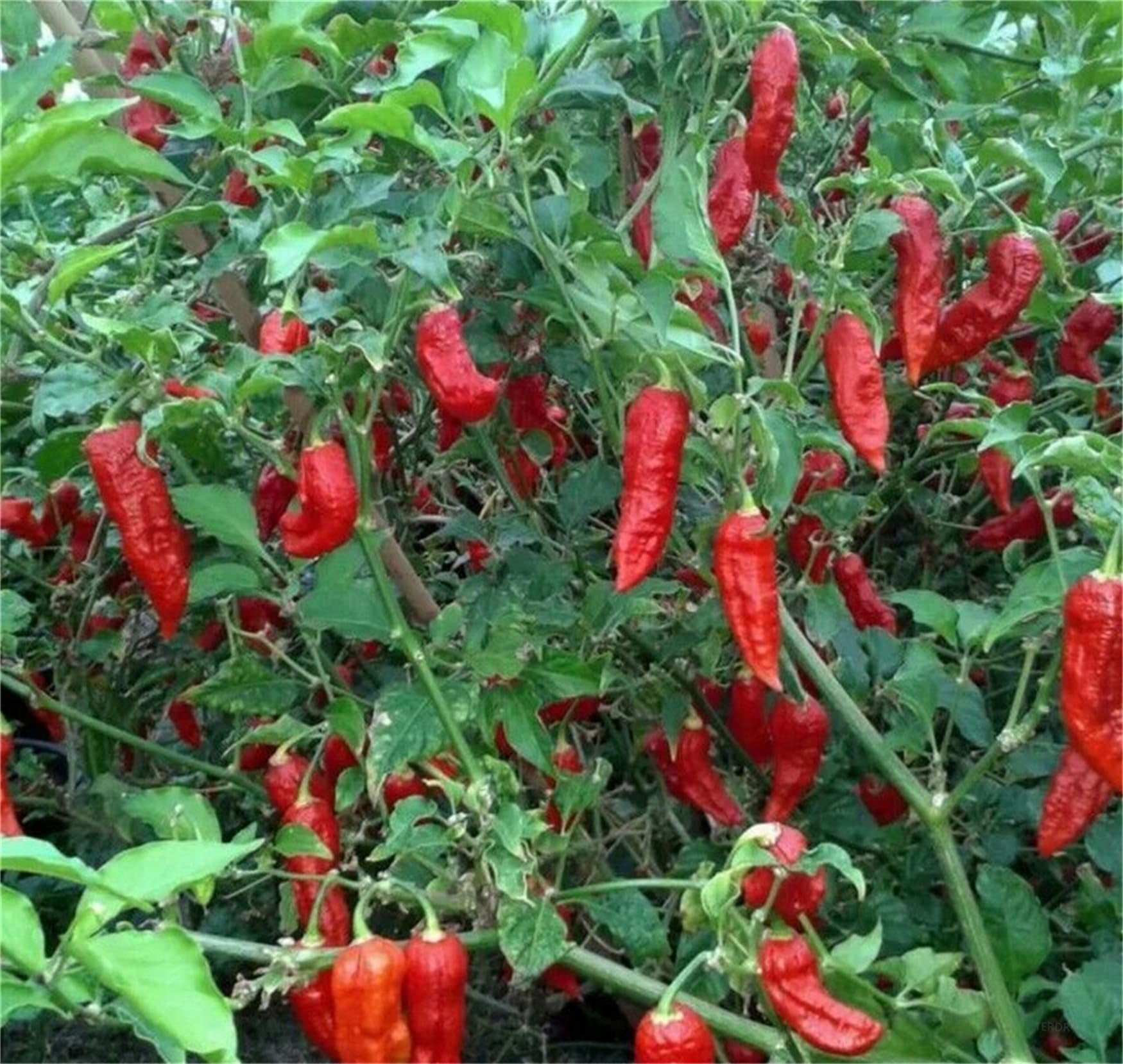 Garden Plant Seed AJH3 Chilli Seeds Pepper Chocolate Bhut Jolokia Ghost Chilli 100+ Seeds ...