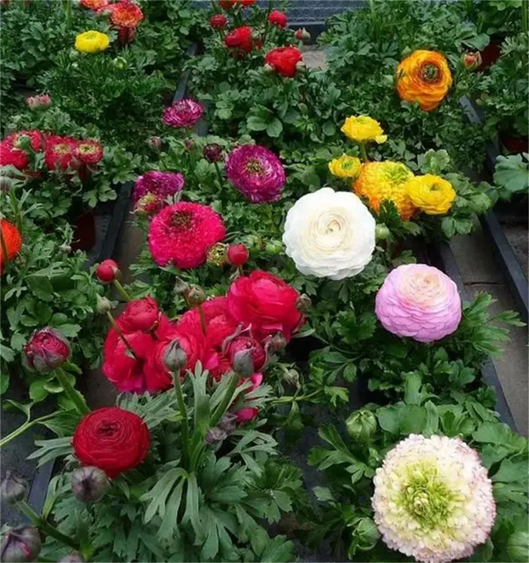 Garden Plant Seed AJH3 Flower Seed 100+ Mixed Color Flowers Ranunculus ...