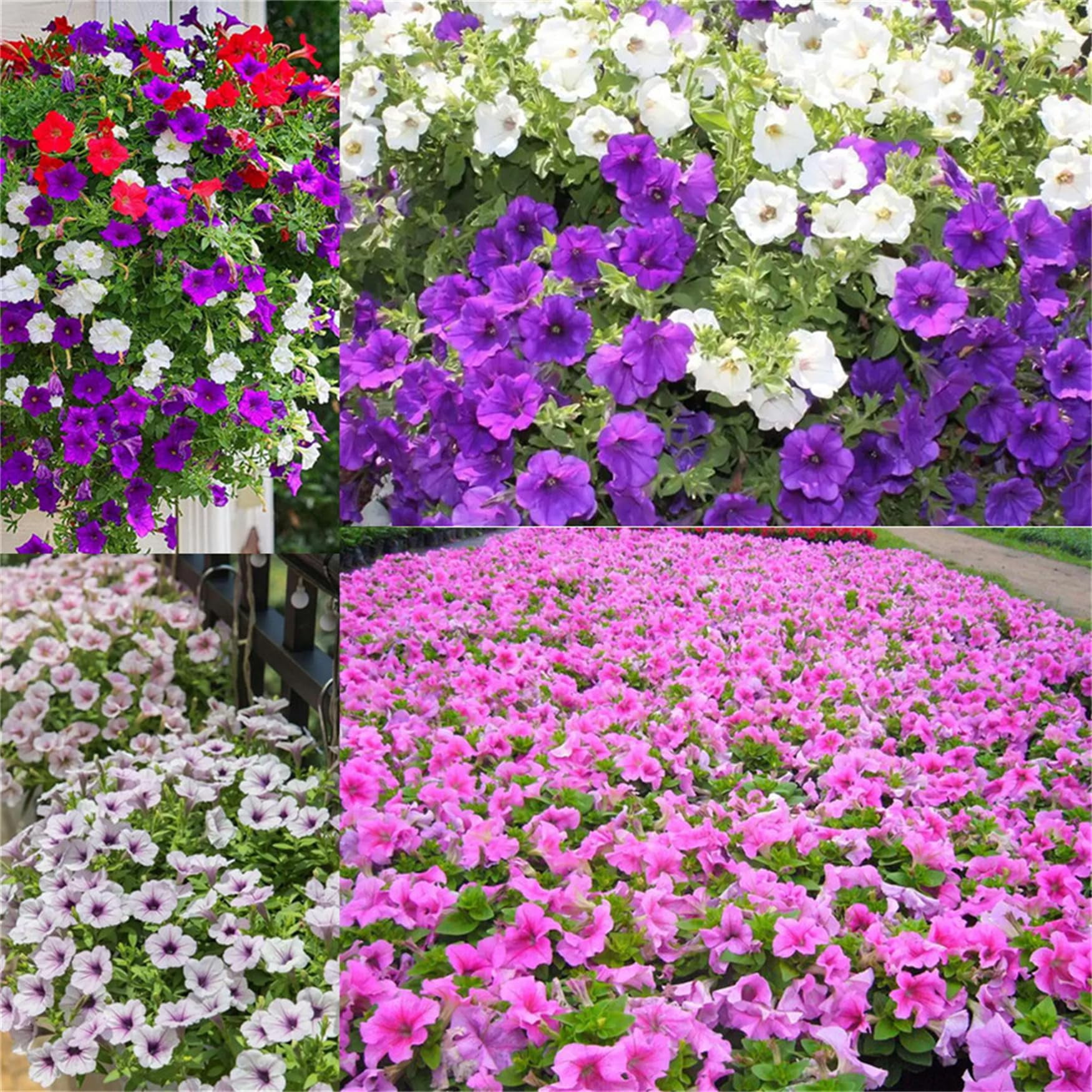 Garden Plant Seed AJH3 Flower Seed Petunia Flower 2000+ Seeds Petunia ...