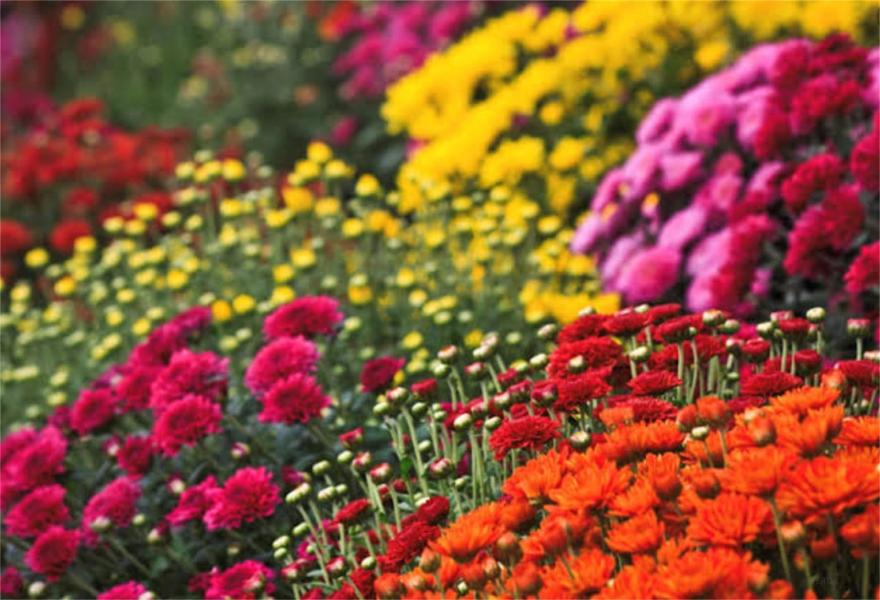 Garden Plant Seed AJH3 Garden Mum Mix 200+ Seeds Chrysanthemum Indicum ...