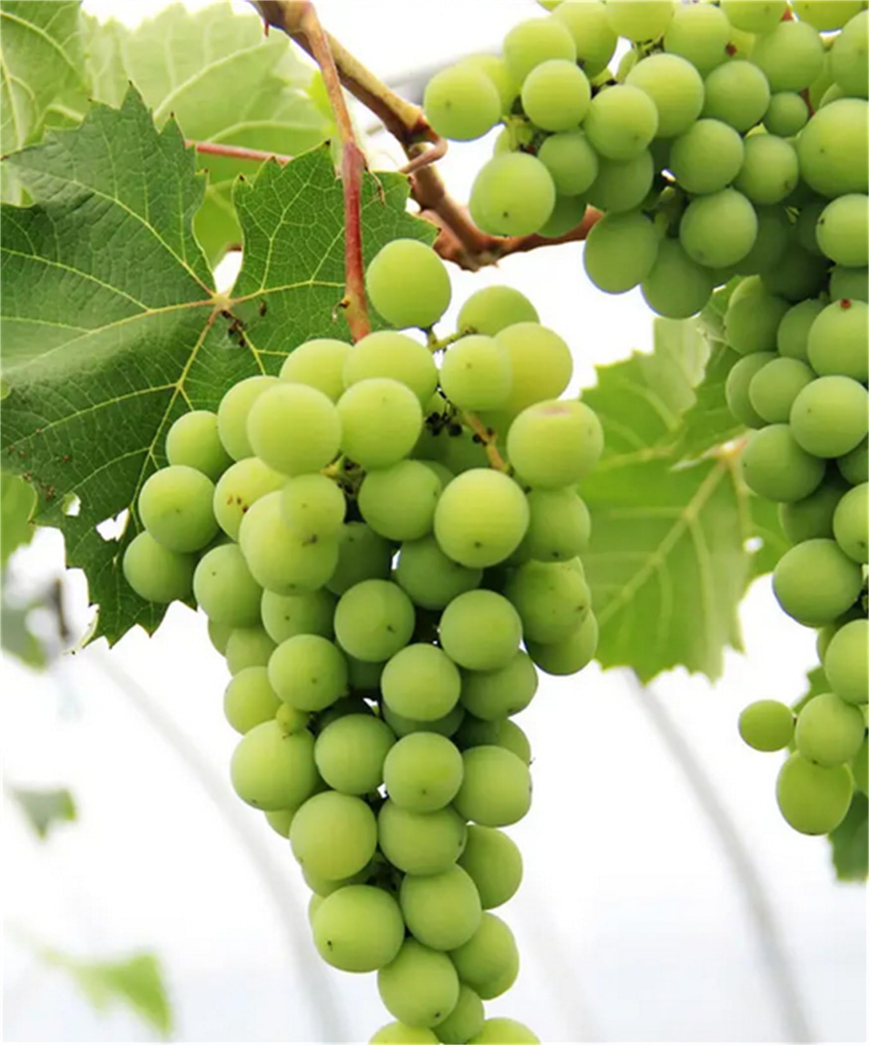 Garden Plant Seed AJH3 Grape Seeds 30+ Green Grape Fruit Vine Vitis Vinifera Seeds - Walmart.com
