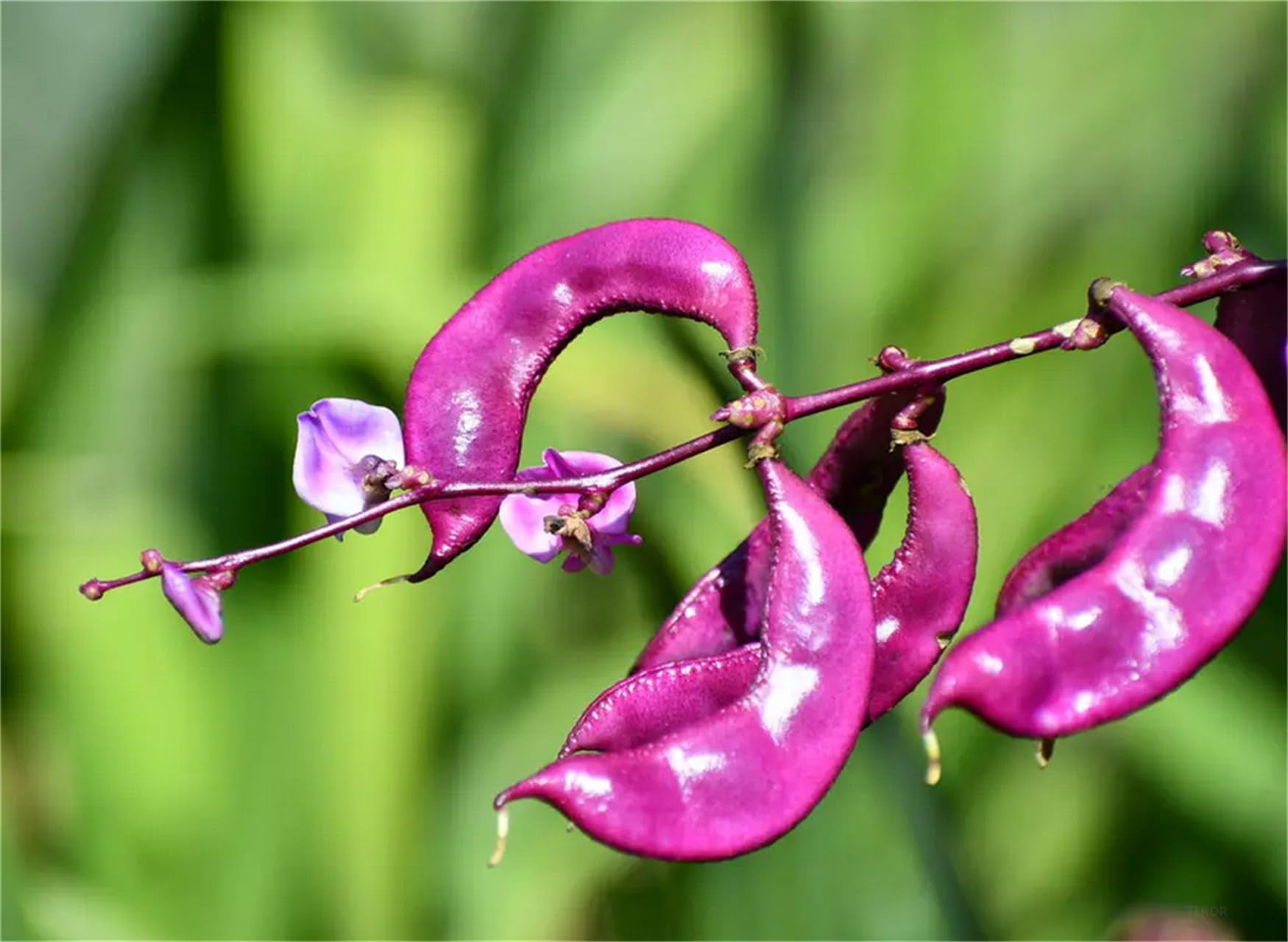 Garden Plant Seed AJH3 Purple Moon Hyacinth Bean Seeds (Pole) Lablab ...