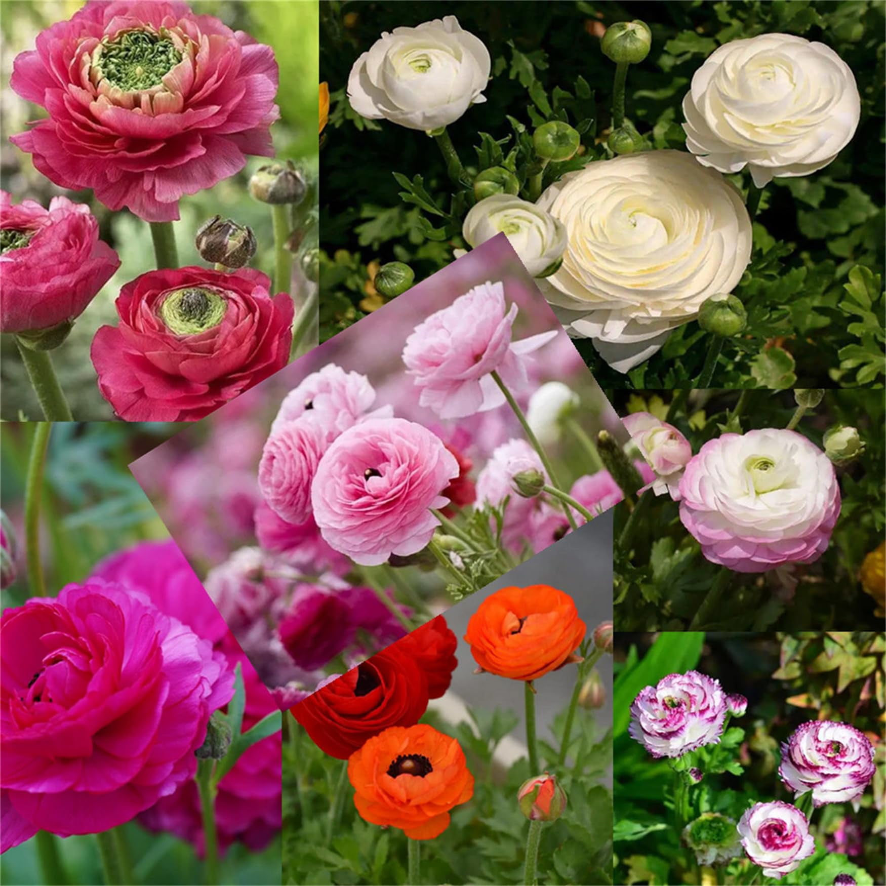 Garden Plant Seed Flower Seed 100+ MVR1 Mixed Color Flowers Ranunculus ...