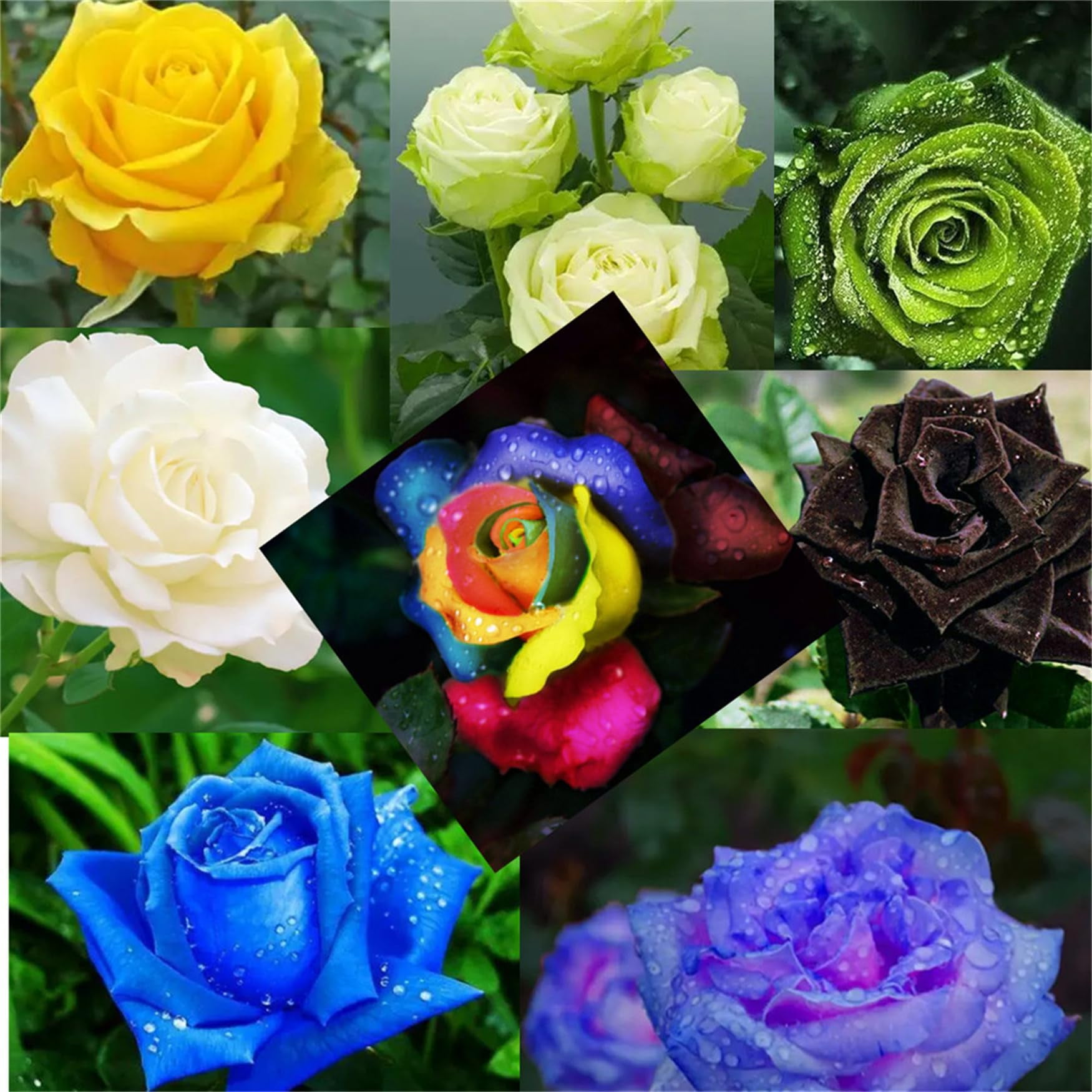 Garden Plant Seed Flower Seed 100Pcs Mixed Color Flowers Rose Seeds ...