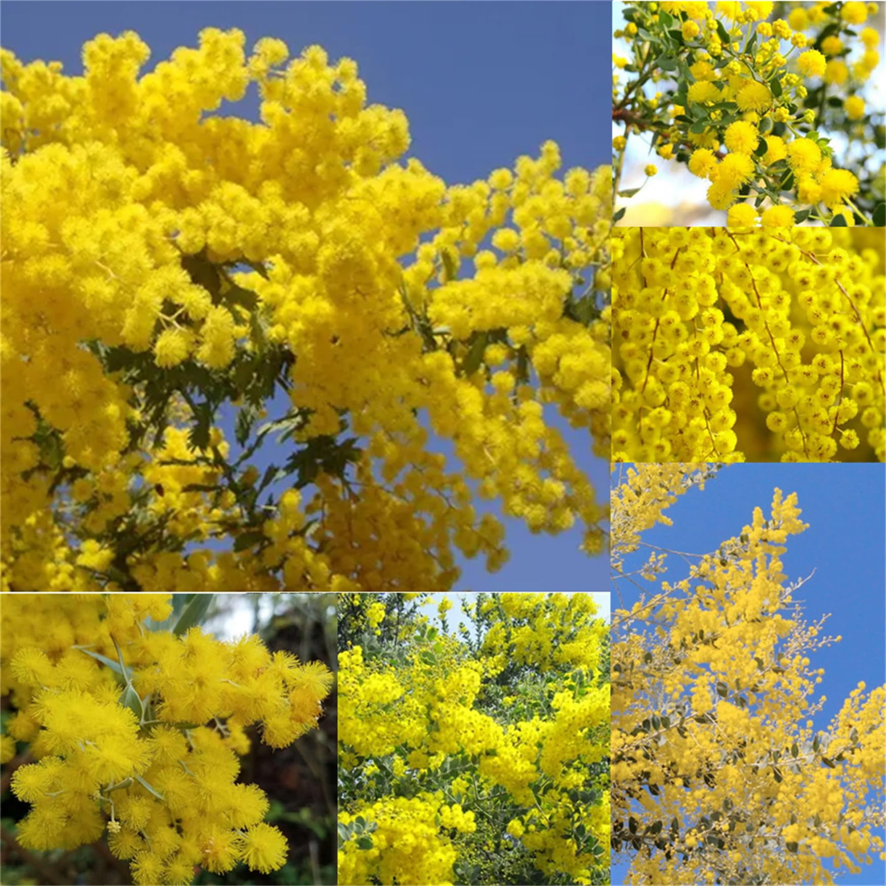 Garden Plant Seed Flower Seed Acacia Farnesiana 100+ Seed Acacia Karroo ...