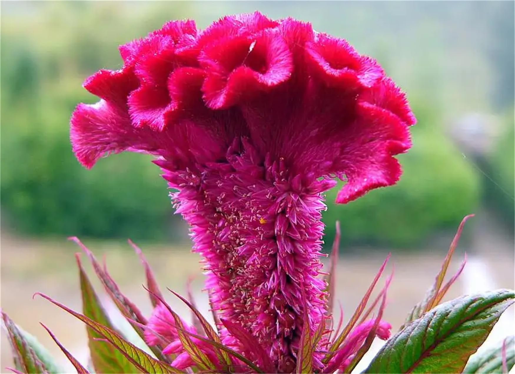 Garden Plant Seed Flower Seed Cockscomb Mixed H2FSDColors Dwarf Celosia ...