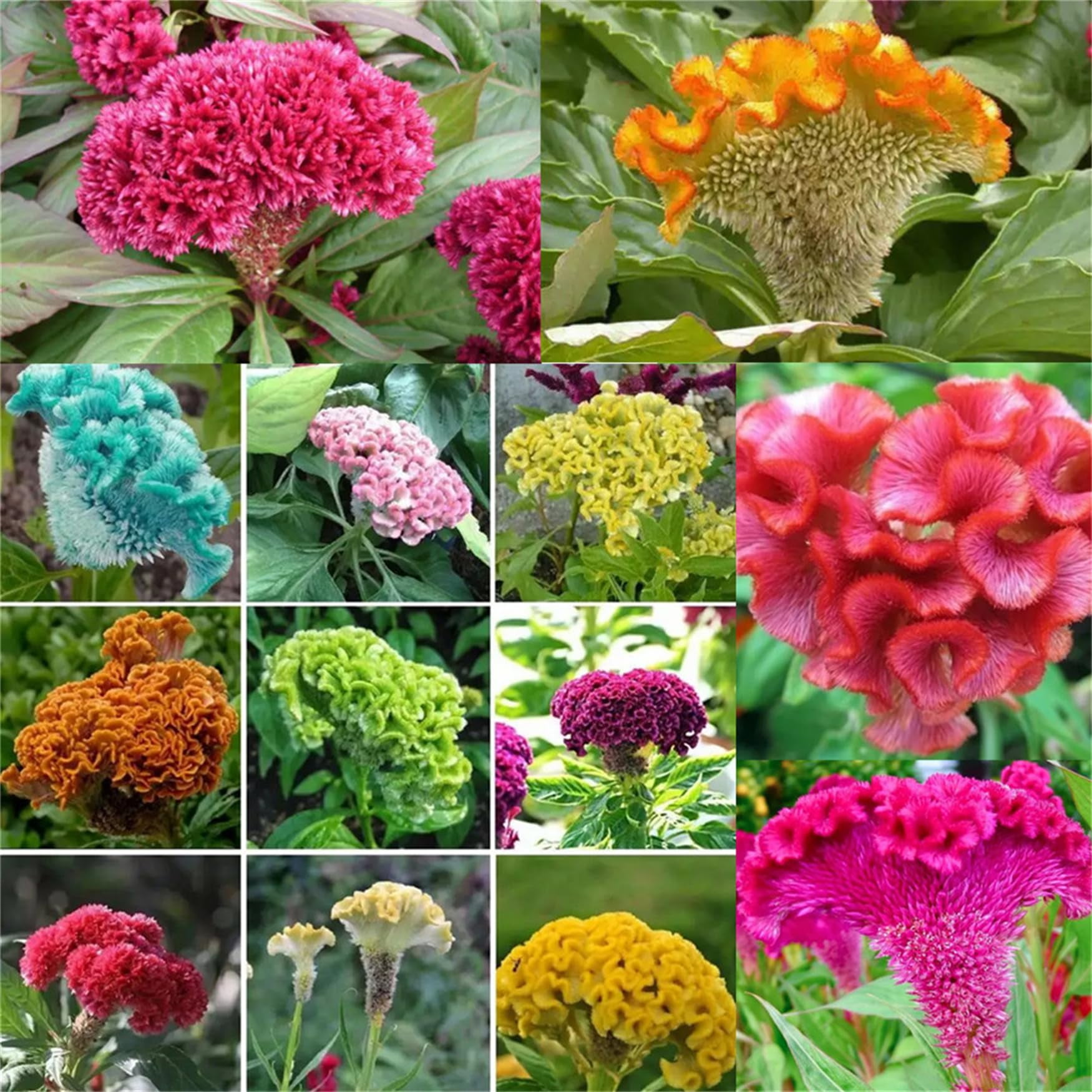 Garden Plant Seed Flower Seed Cockscomb Mixed MHD1Colors Dwarf Celosia ...