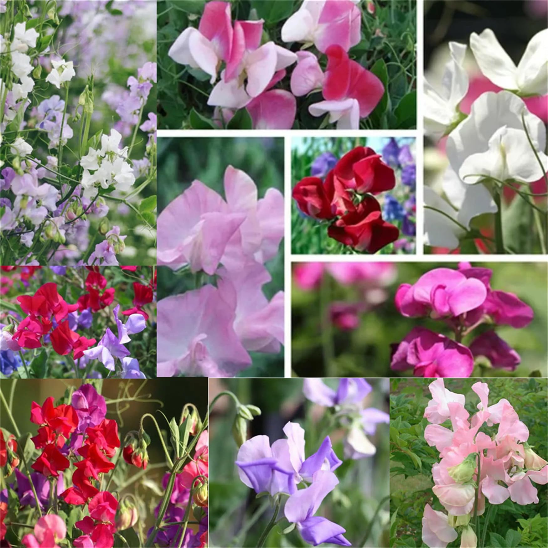 Garden Plant Seed Flower Seed Lathyrus Latifolius Seeds 50+ Sweet Pea ...