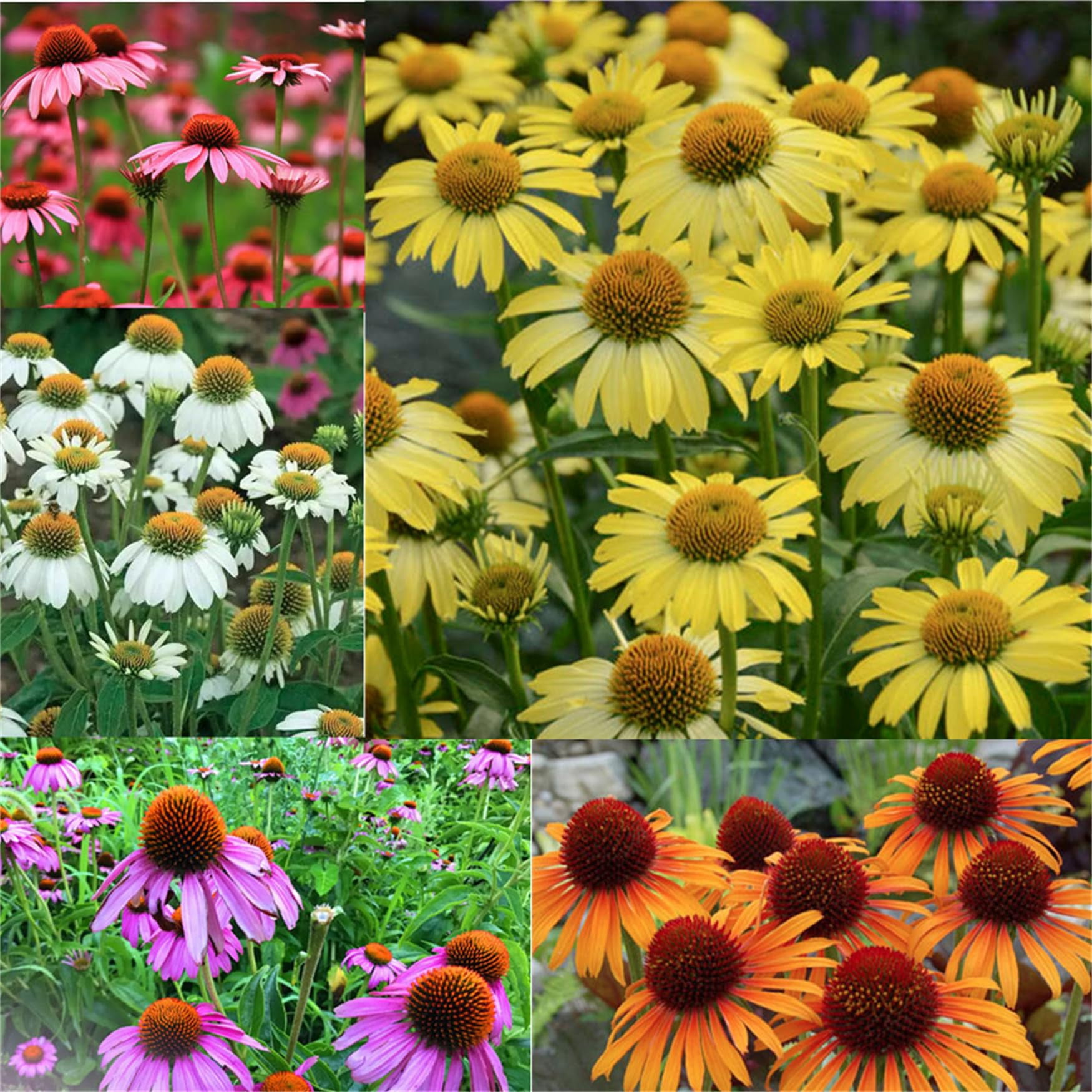 Garden Plant Seed Flower Seed Mixed Color Flowers 200Pce Echinacea ...