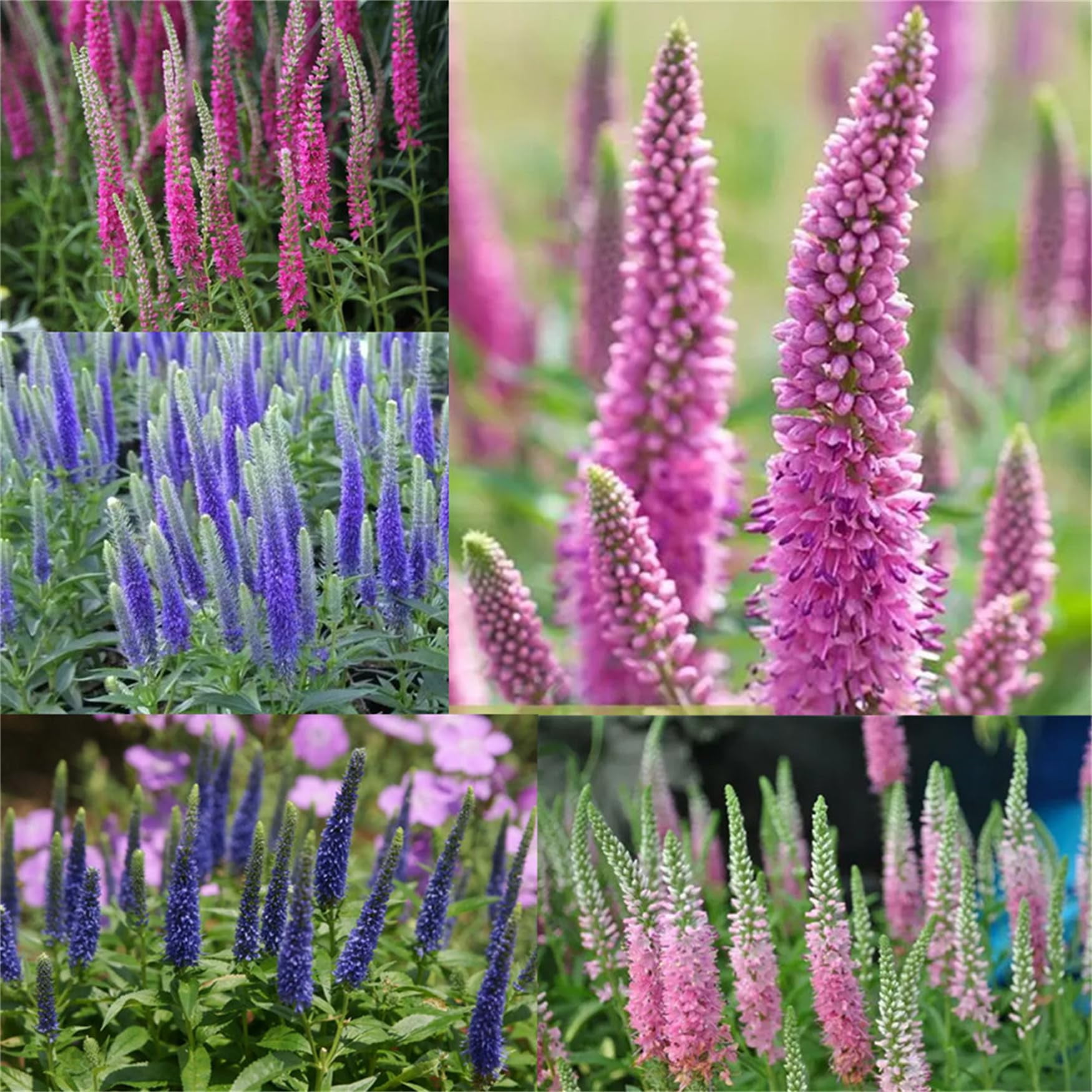 Garden Plant Seed Flower Seed Mixed Color Flowers Veronica Spicata ...