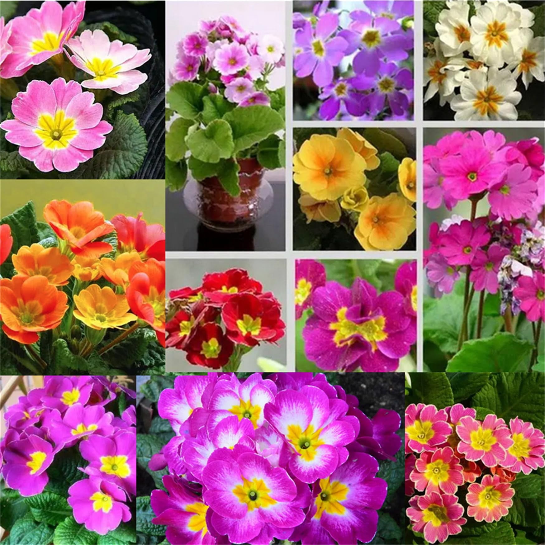 Garden Plant Seed Flower Seed Primula Vulgaris Mix Flower 100+ Seeds ...