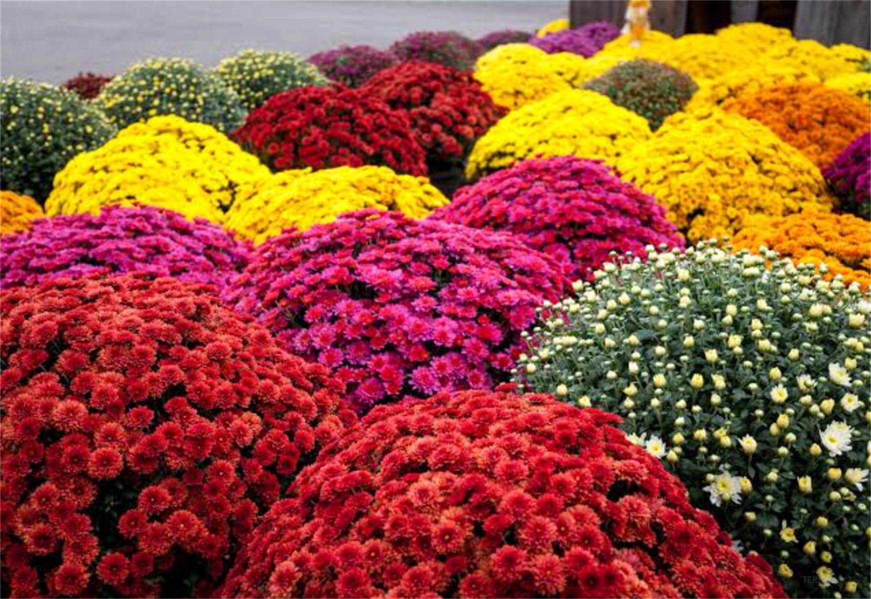Garden Plant Seed Garden Mum Mix AFN1200+ Seeds Chrysanthemum Indicum ...