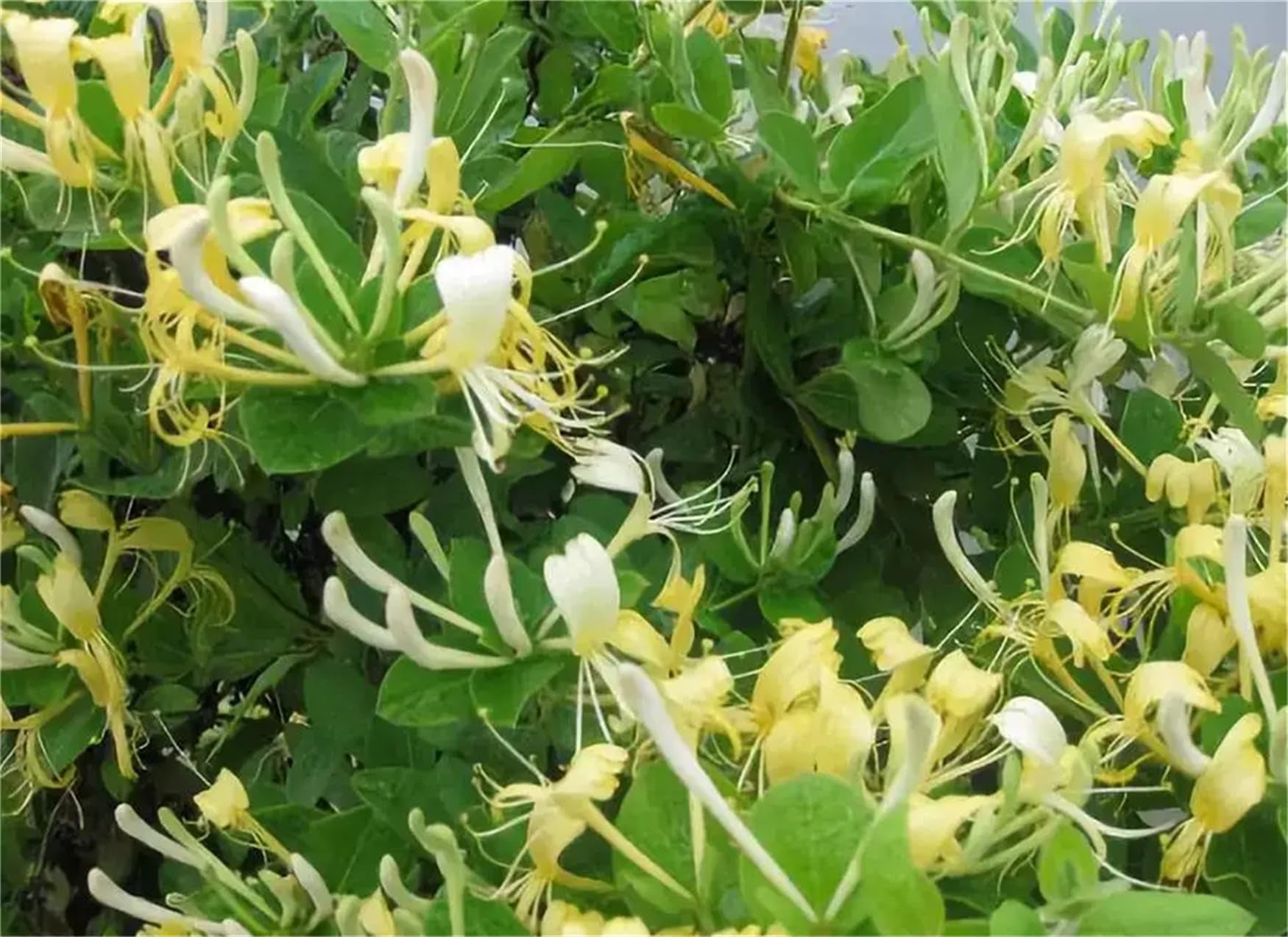 Garden Plant Seed Honeysuckle Seeds 100+ ZLK1 Seeds Lonicera Japonica ...