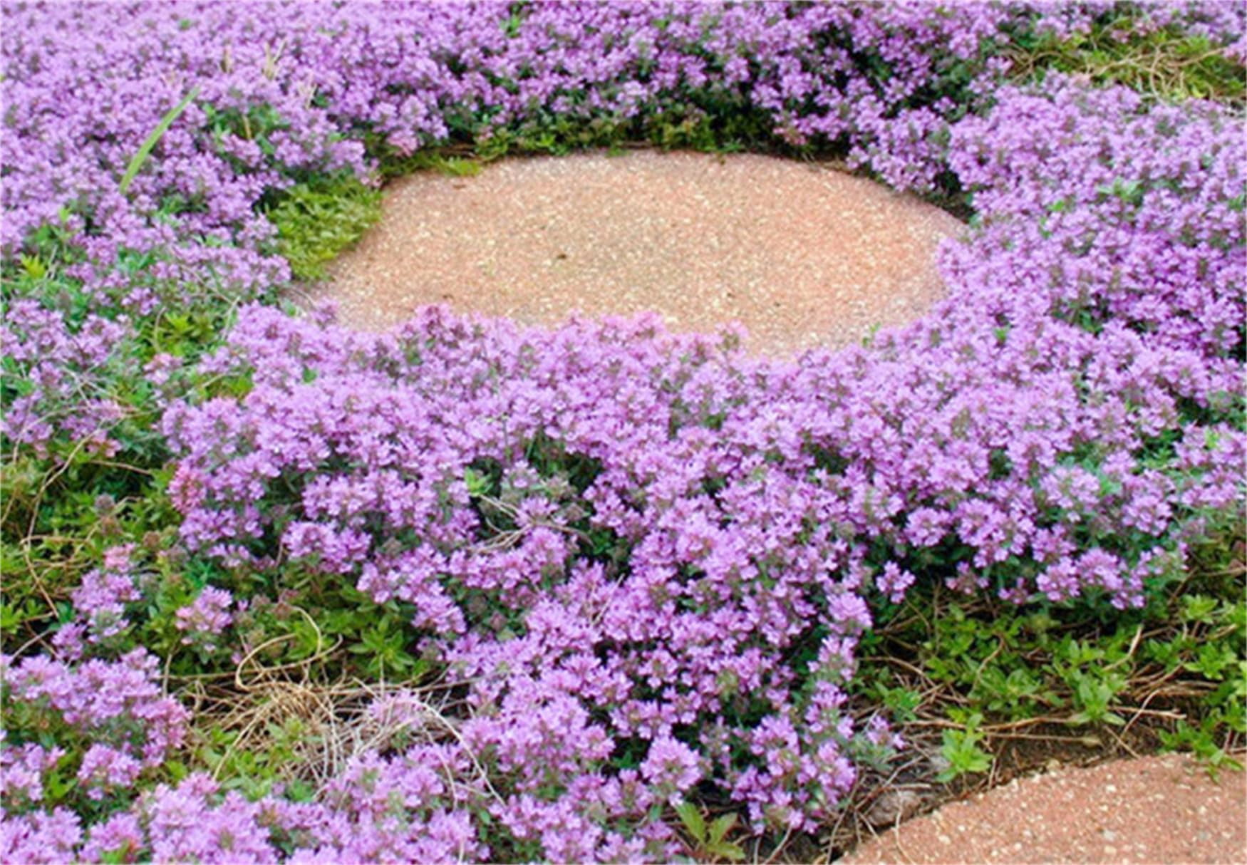 Garden Plant Seed Seeds 200+ Dwarf MVR1 Creeping Thyme Seeds Thymus ...