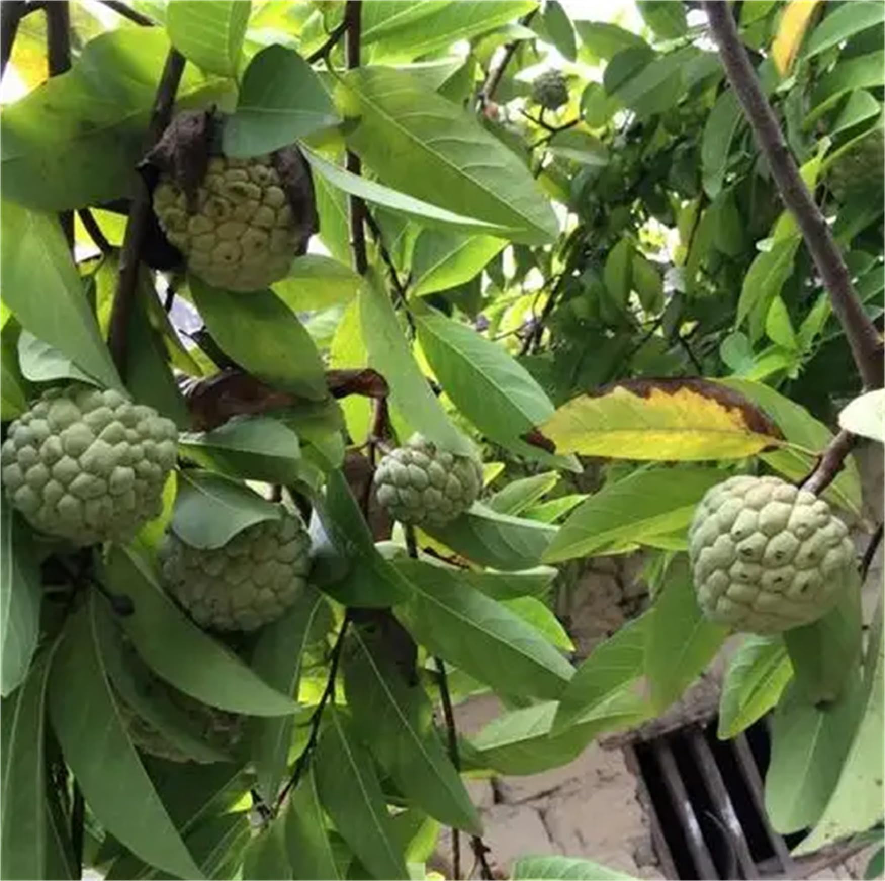 Garden Plant Seed Sugar Apple Seeds Annona Squamosa Tropical Fruit ...
