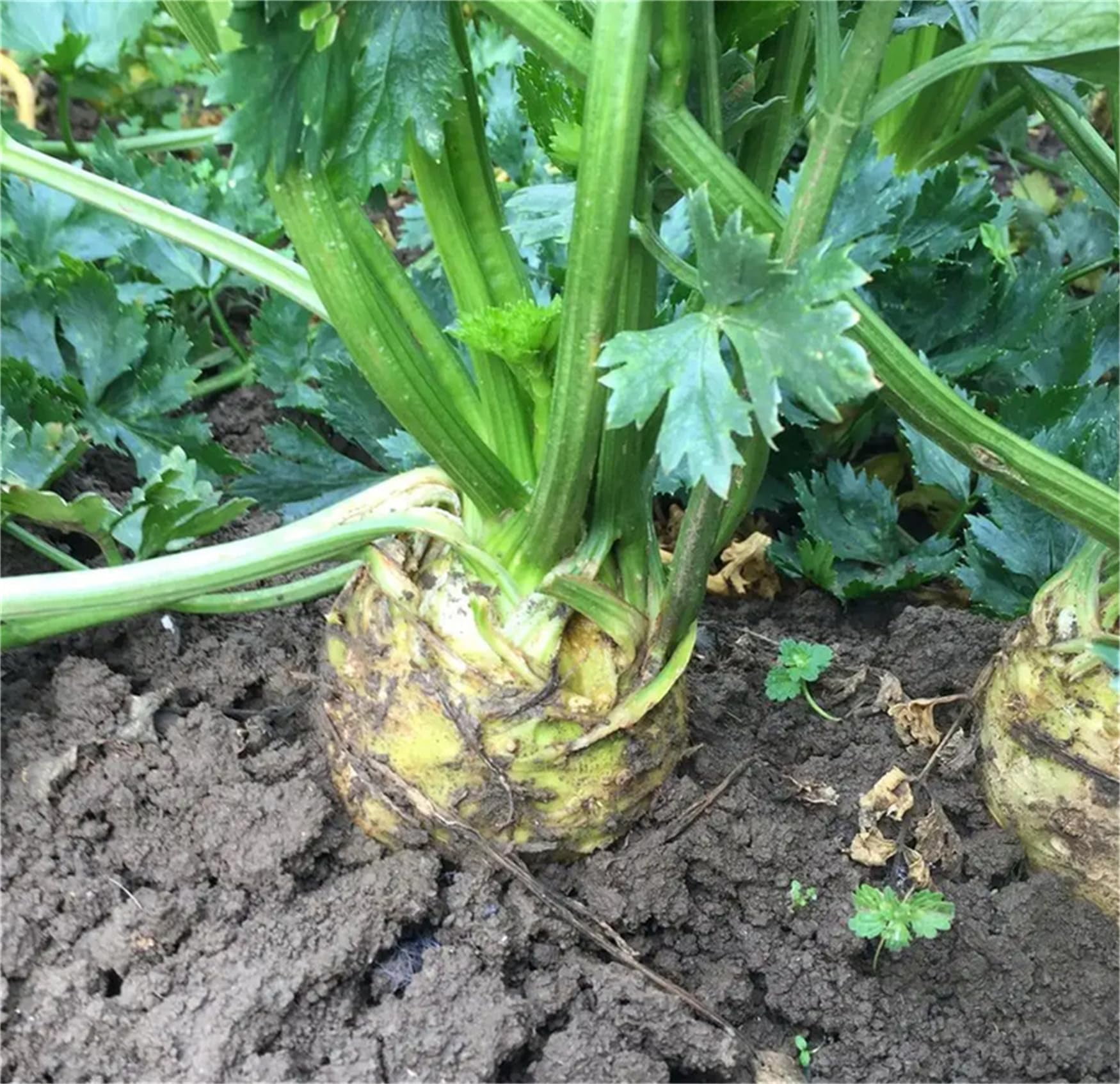 Garden Plant Seed TWE5 500+ Giant Prague Celeriac Seeds Apium ...