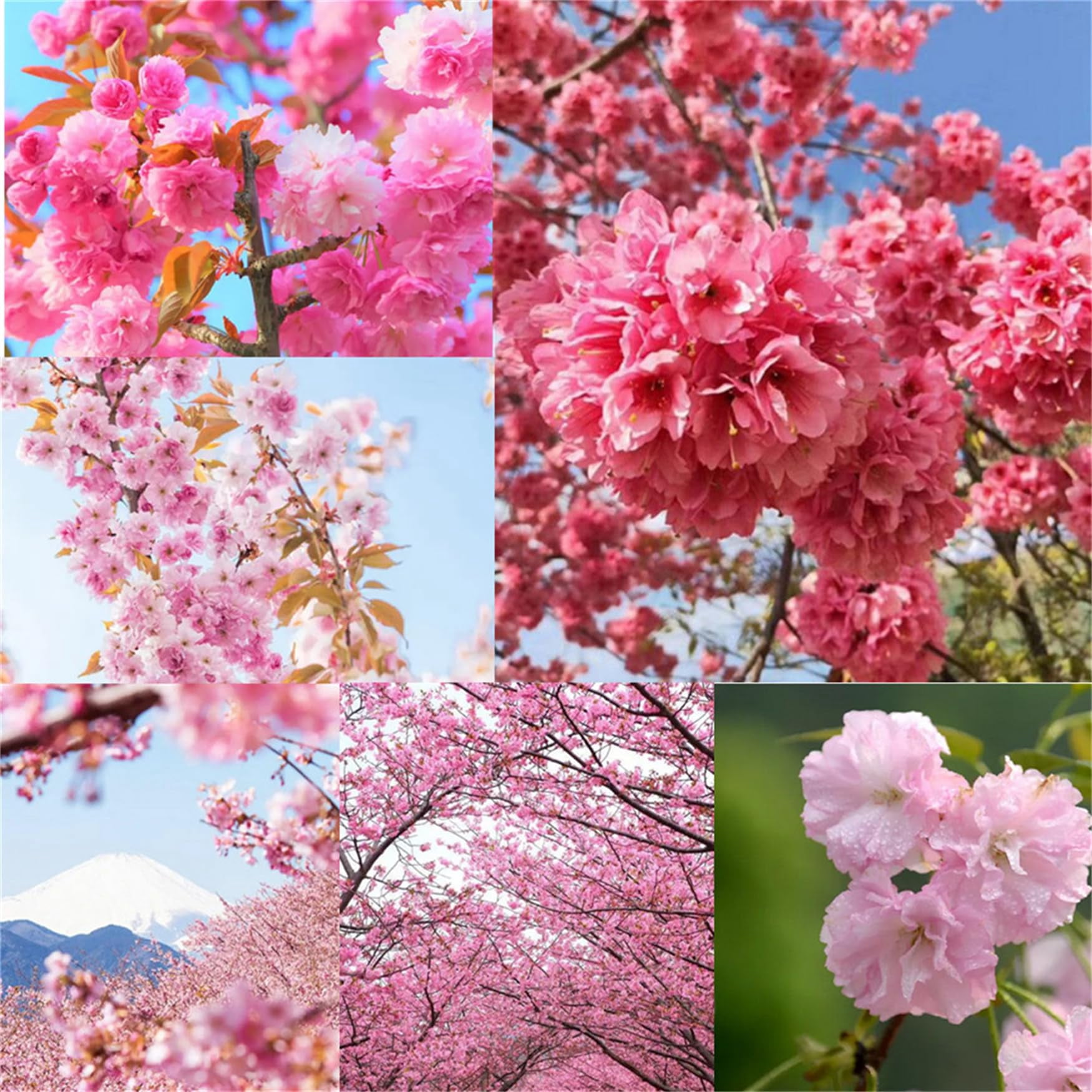 Garden Plant Seed TWE5 Flower Seed 20Pcs Japanese Flowering Cherry ...