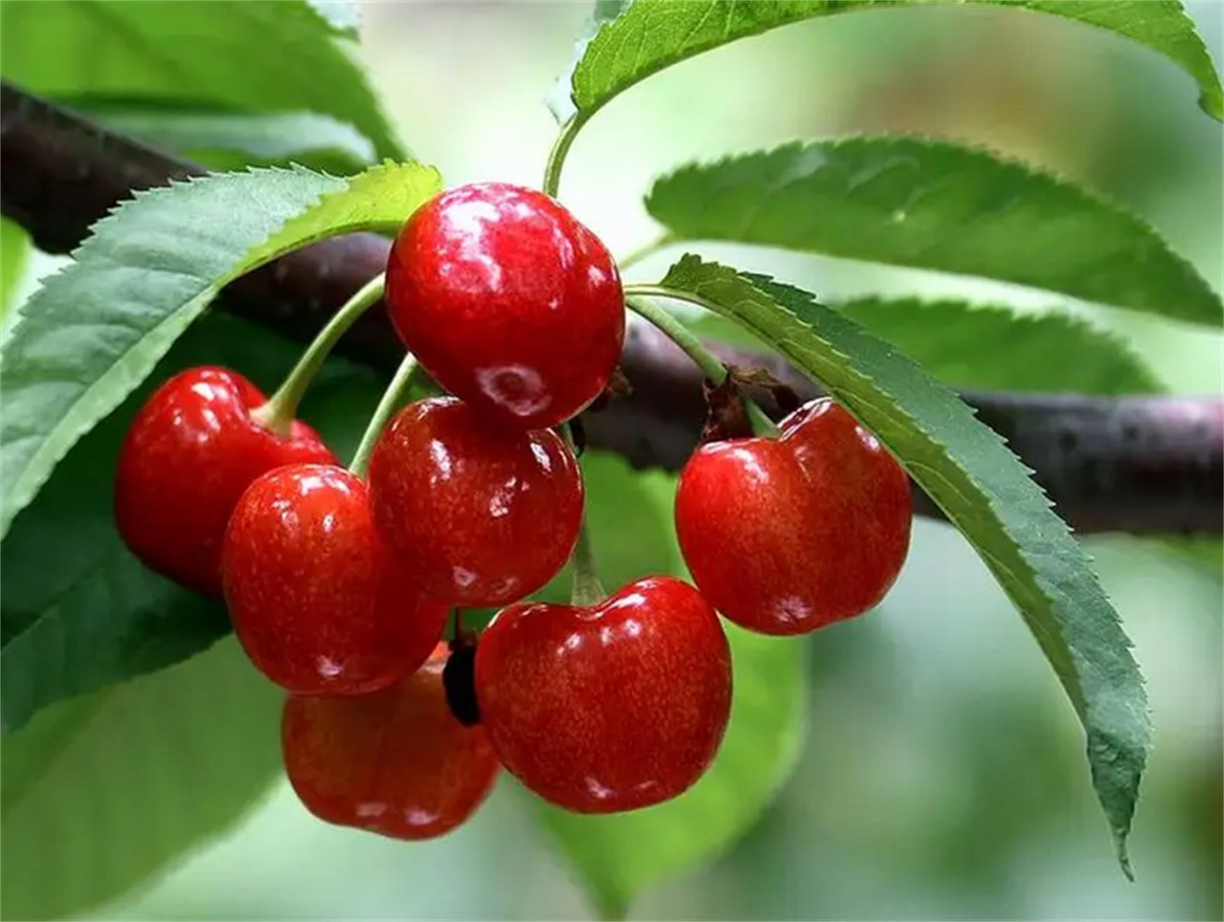 Garden Plant Seeds AJH3 Fruit Tree Seeds Cherry Tree Seeds 20+ Fresh ...