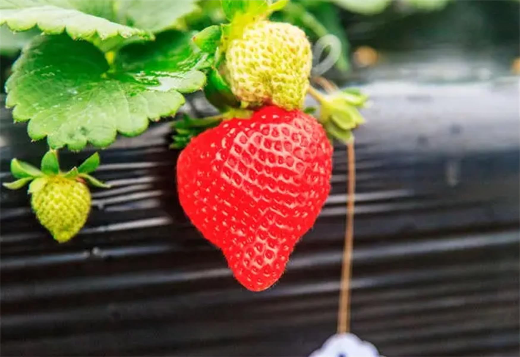 Garden Plant Seeds Fruit Tree Seeds 200+ Red Strawberry Seeds Large ...