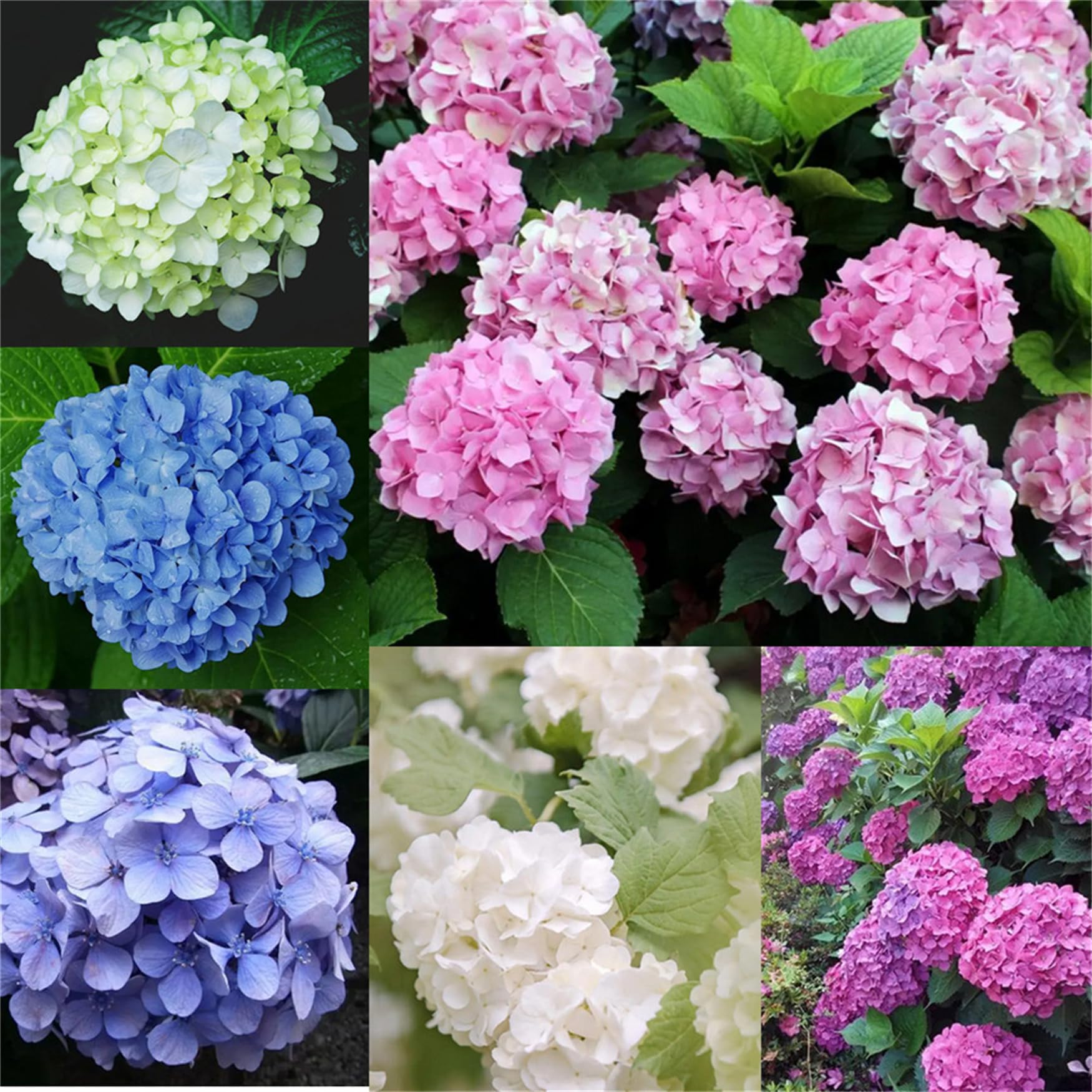 Garden Plant TI12 Seed Flower Seed 50 Seeds Rare Plant Hydrangea Flower ...