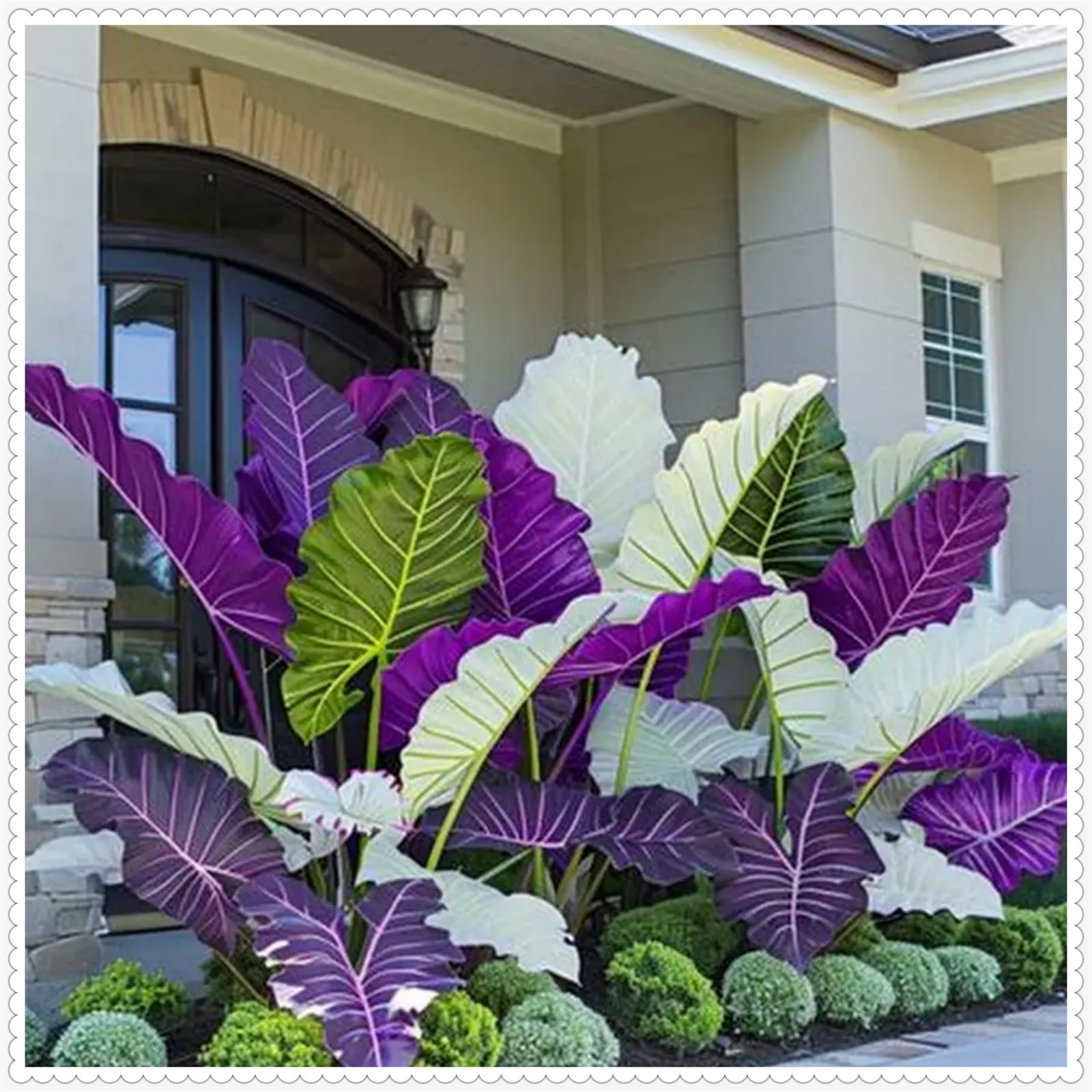 Garden Planting Ornaments - [Elephant Ear Mix] - Elephant Ear Plant for ...