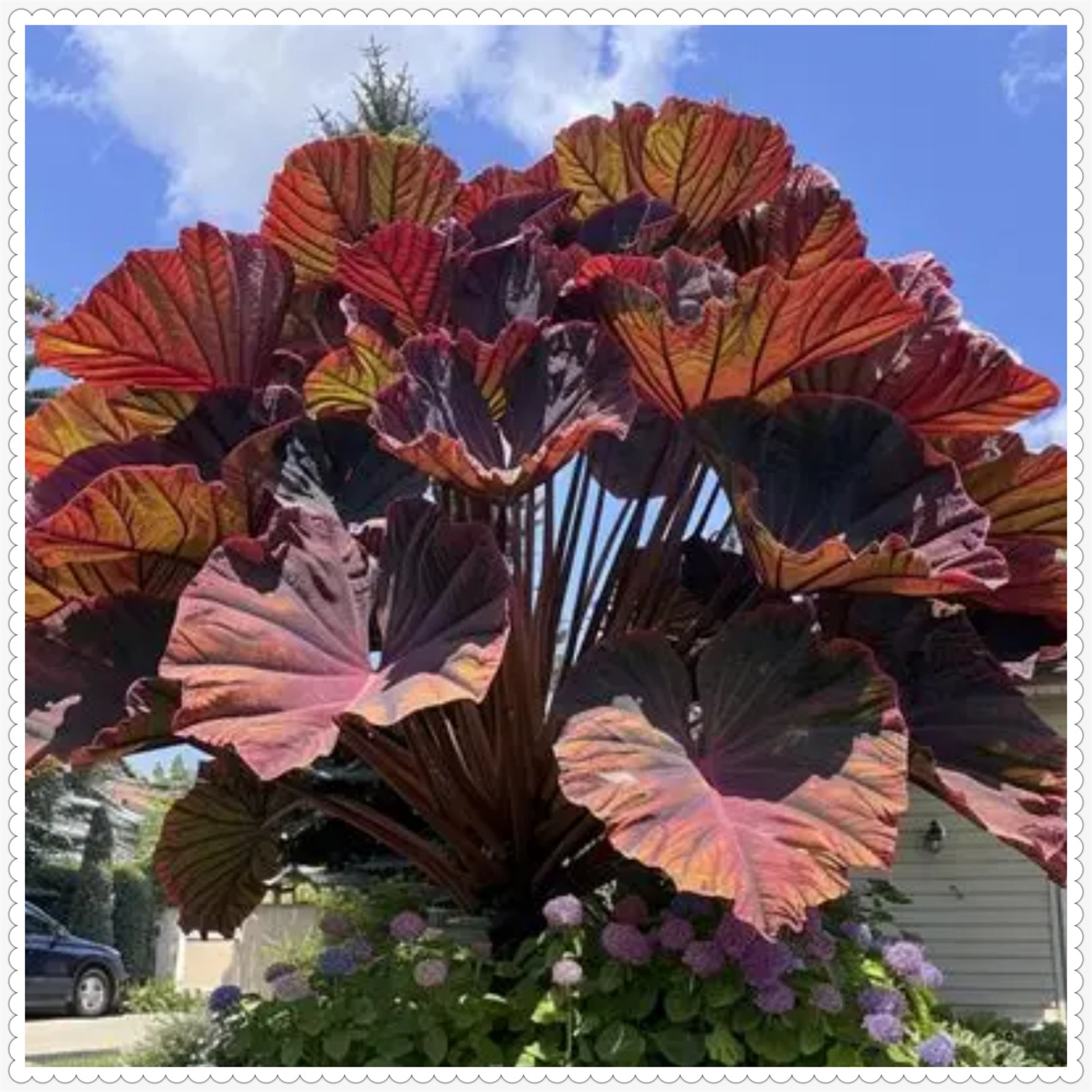 Garden Planting Ornaments - [Elephant Ear Mix] - Elephant Ear Plant for ...