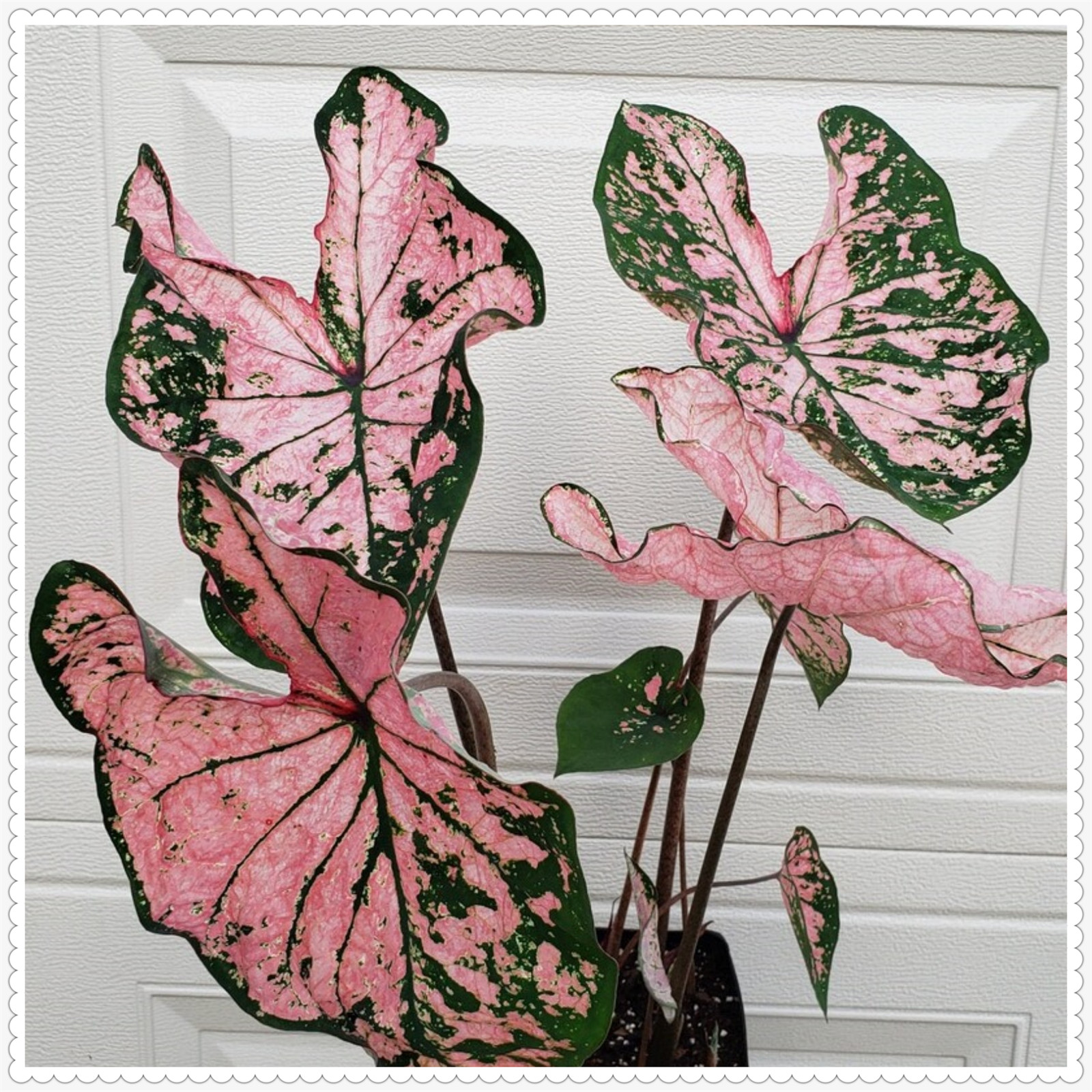 Garden Planting Ornaments - [Elephant Ear Mix] - Elephant Ear Plant for ...