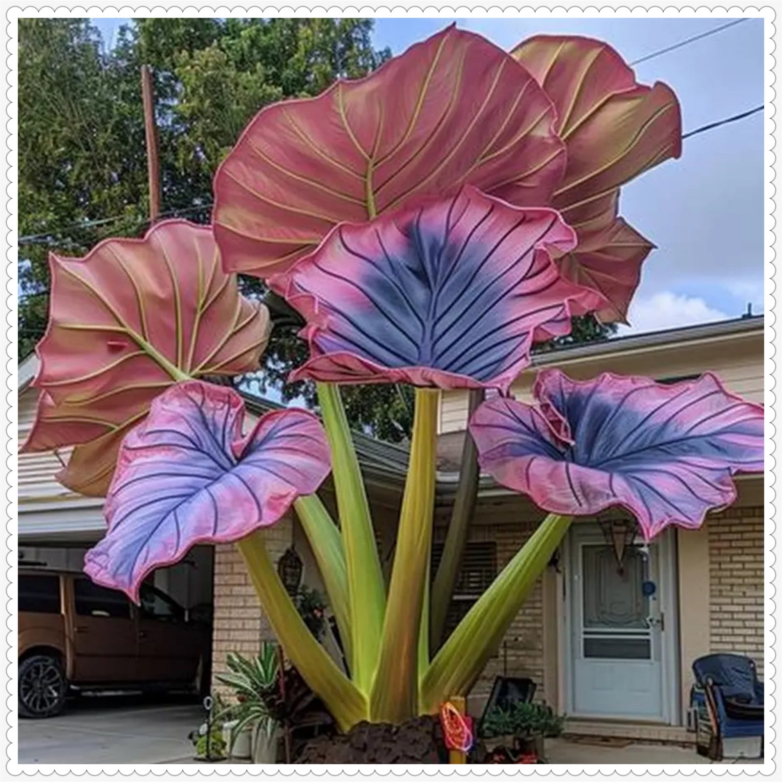 Garden Planting Ornaments - Elephant Ear Plant Giant - Elephant ear ...