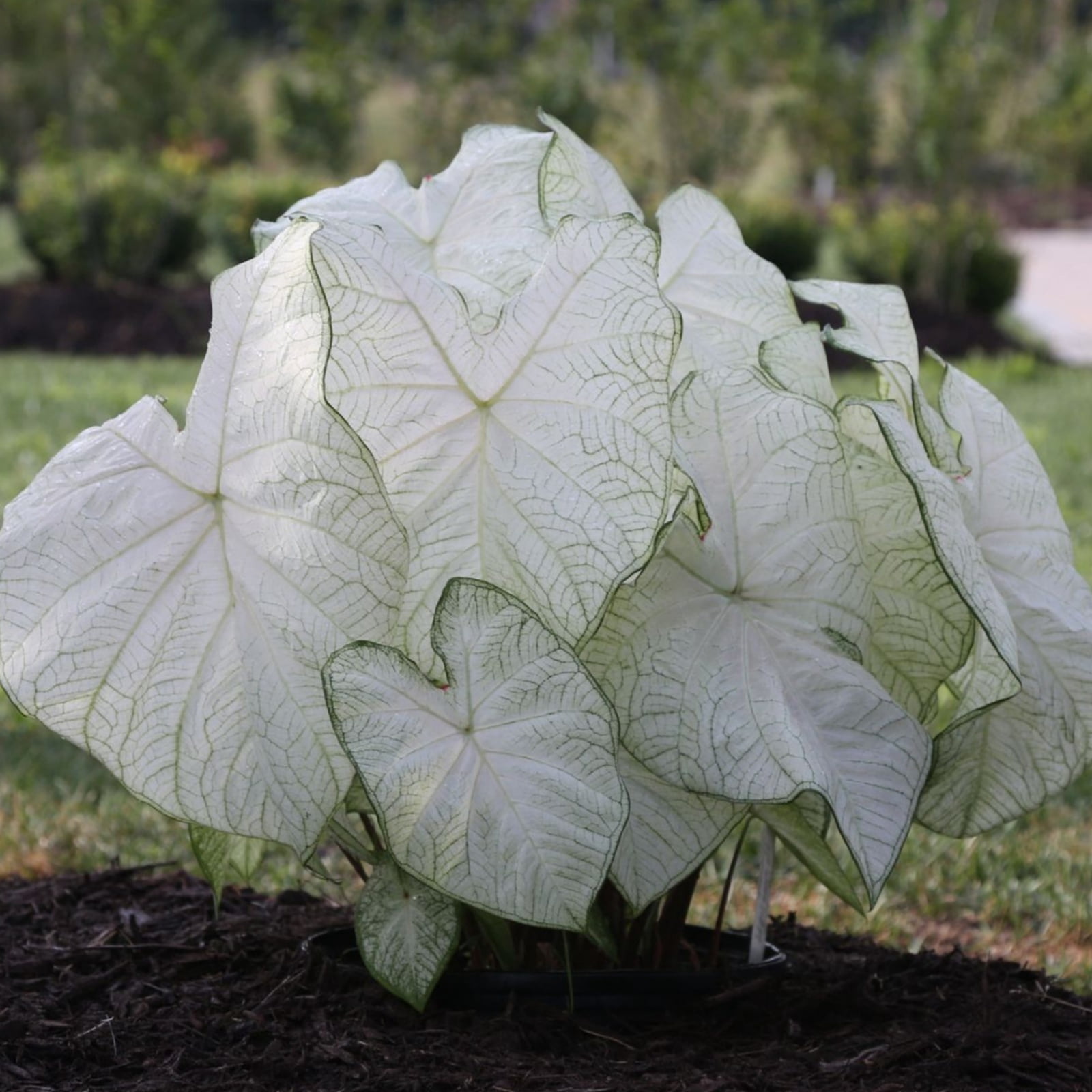 Garden Planting Ornaments [Elephant Ear Plant Mix] - Elephant ear Plant ...