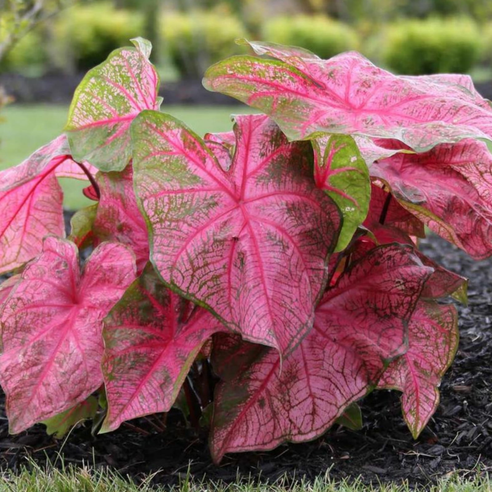 Garden Planting Ornaments [Elephant Ear Plant Mix] - Elephant ear Plant ...