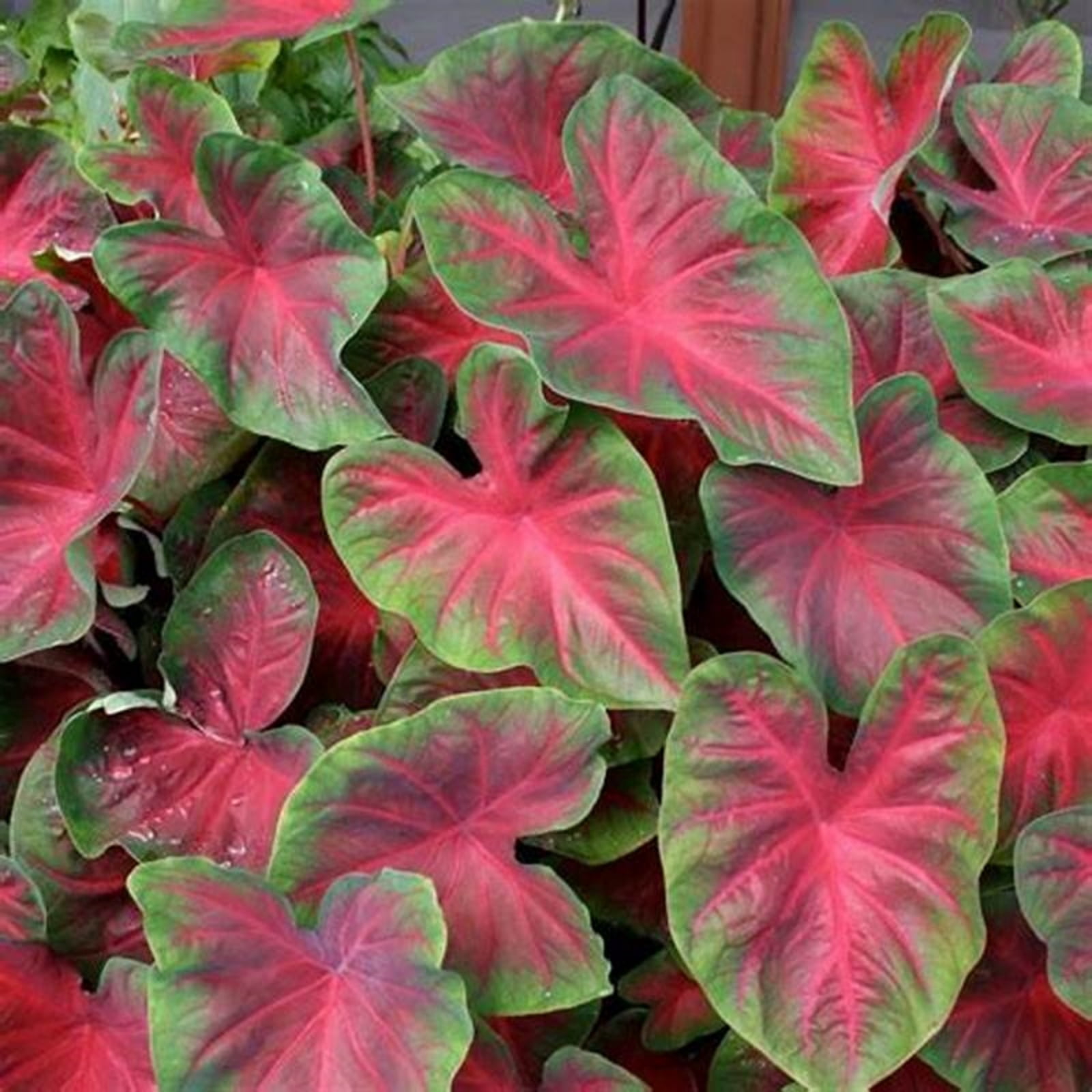 Garden Planting Ornaments [Elephant Ear Plant Mix] - Elephant ear Plant ...